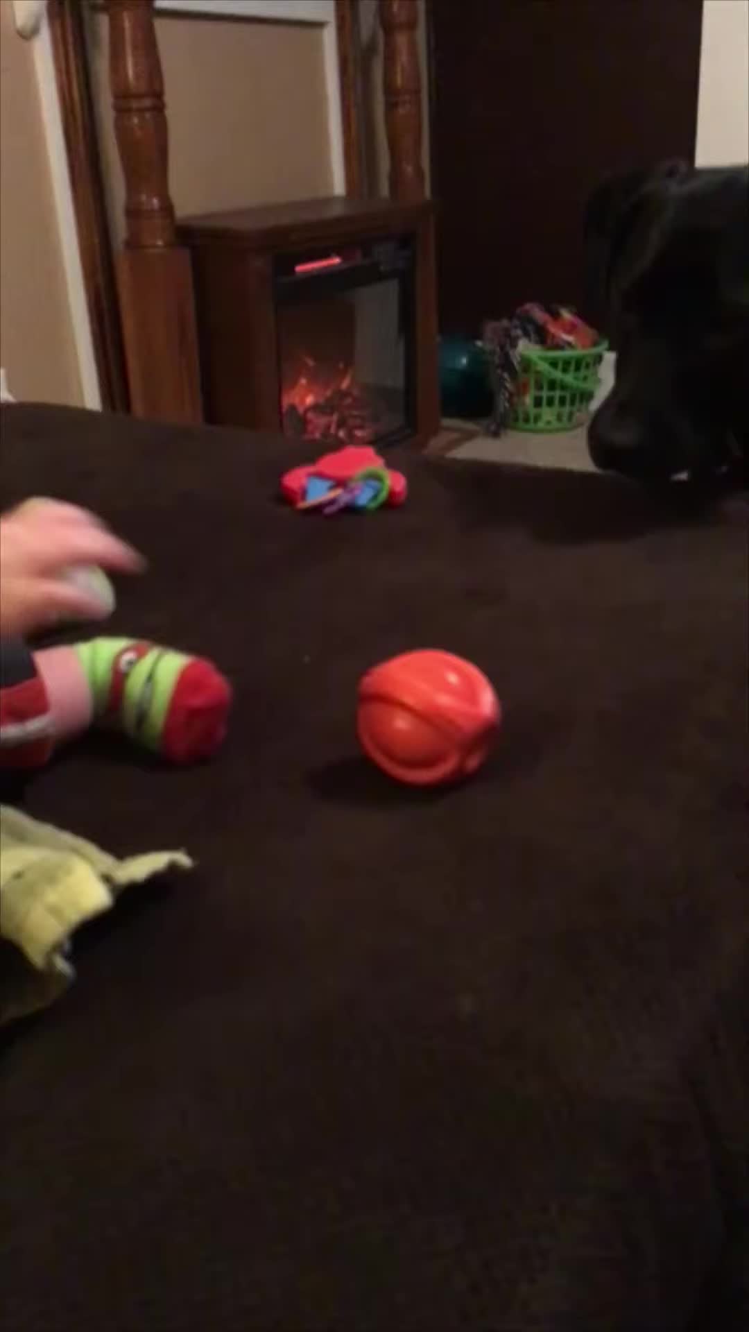 Fetch Ball | Scrolller