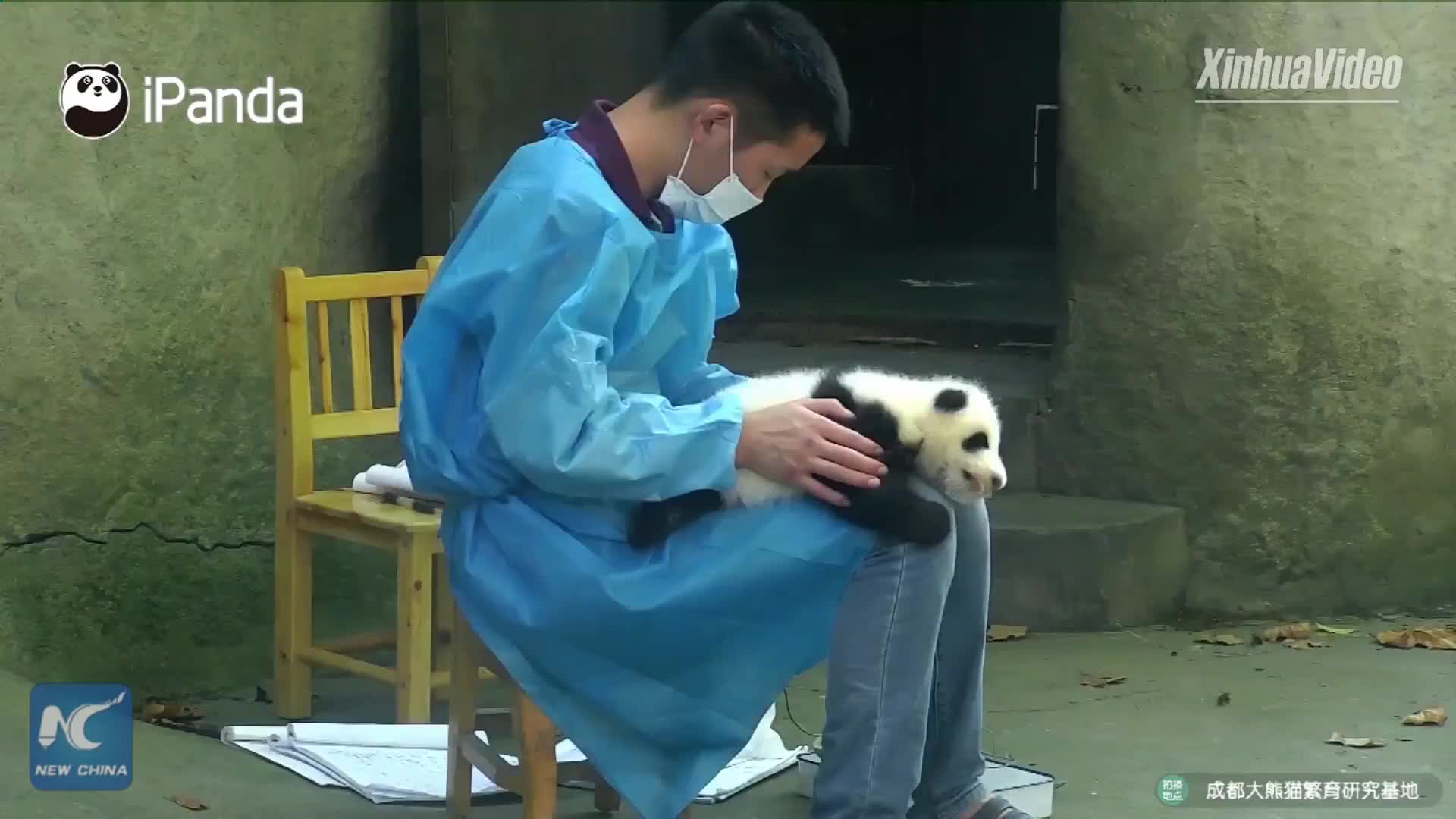 Note-taking, panda cub-style | Scrolller