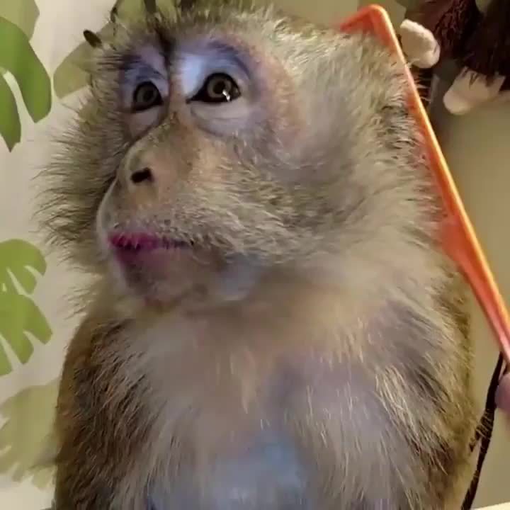 Primping primate | Scrolller