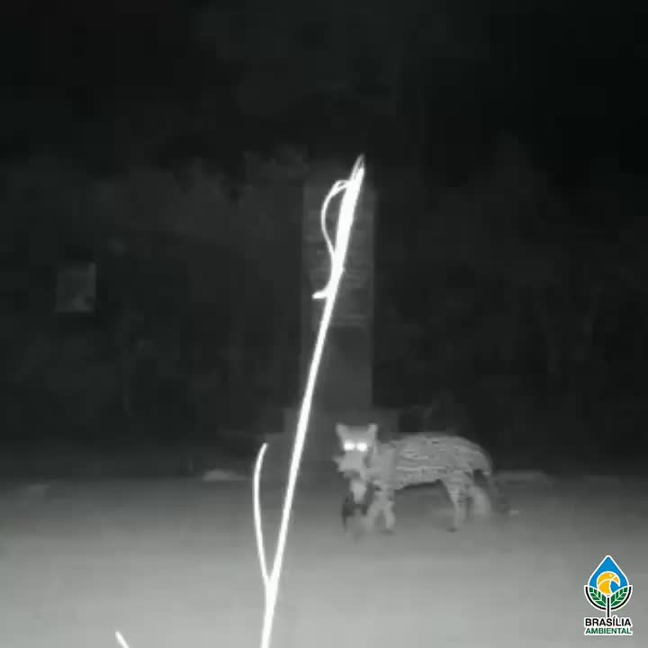 Ocelot with an Opossum kill | Scrolller