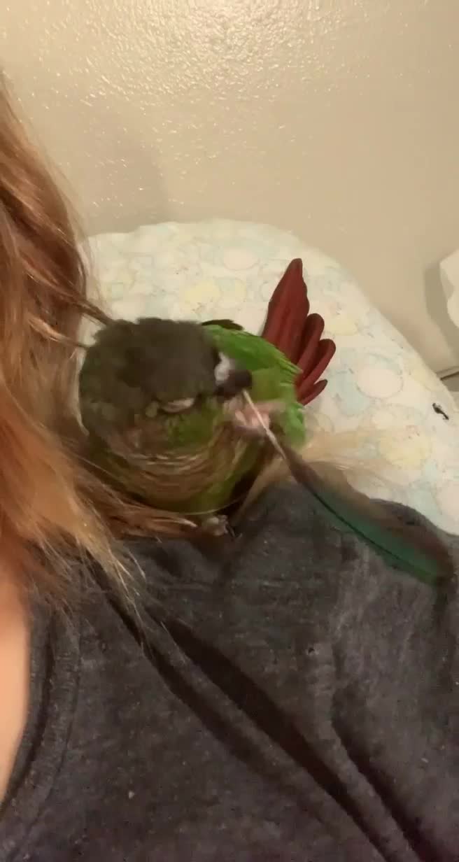 My friend's bird using a tool to scratch herself | Scrolller
