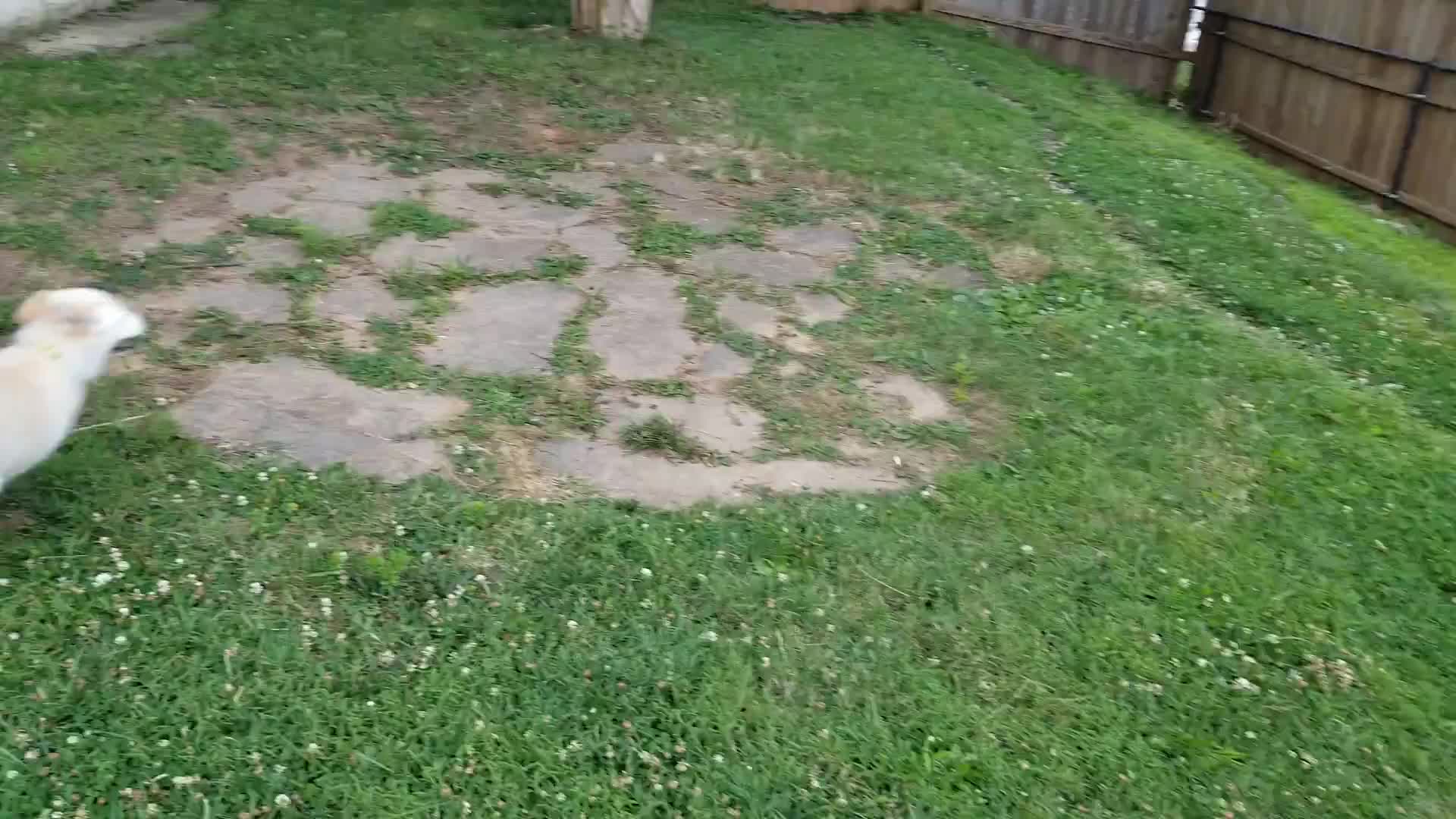 After eight years of apartment living, she's celebrating her new back yard with some zoomies ...