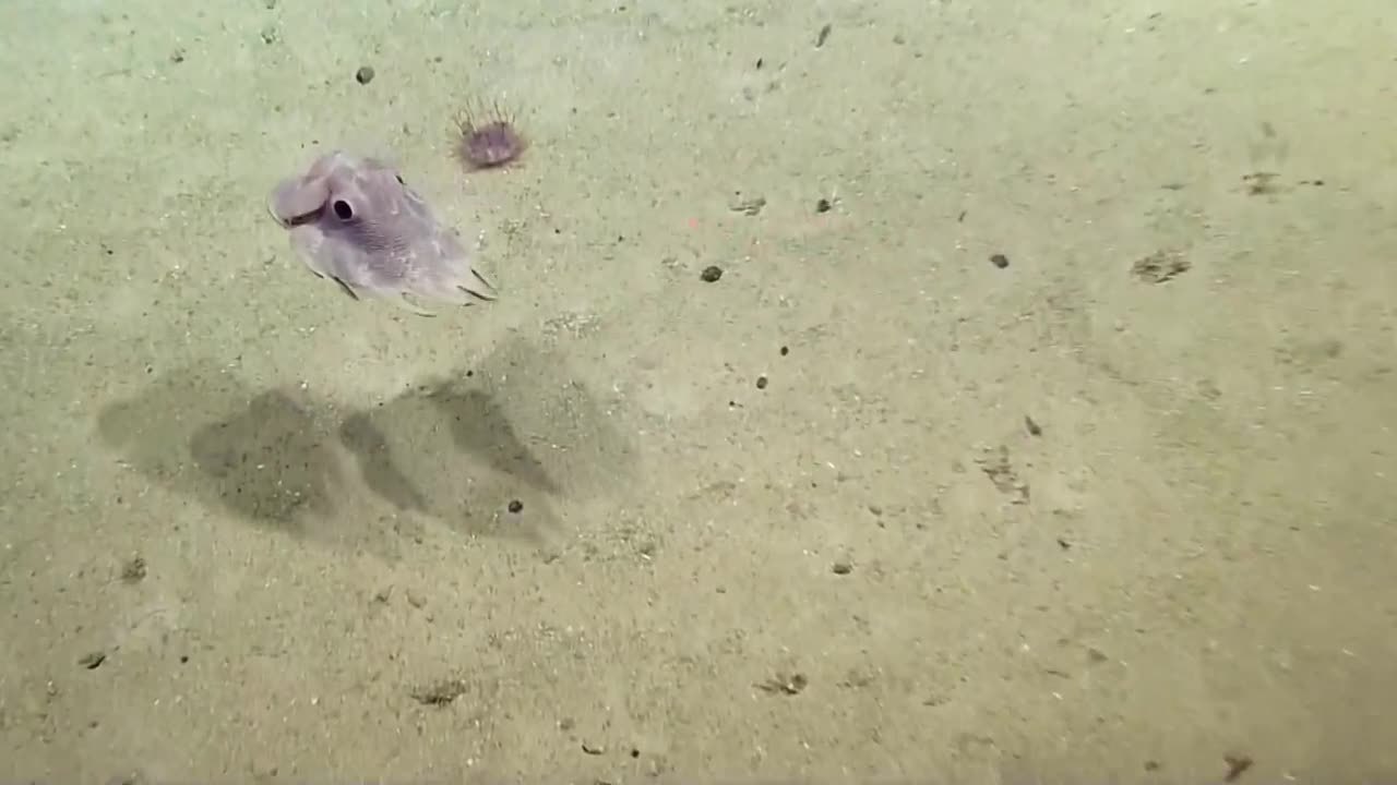 fly tiny dumbo octopus. fly with your tiny ears. | Scrolller