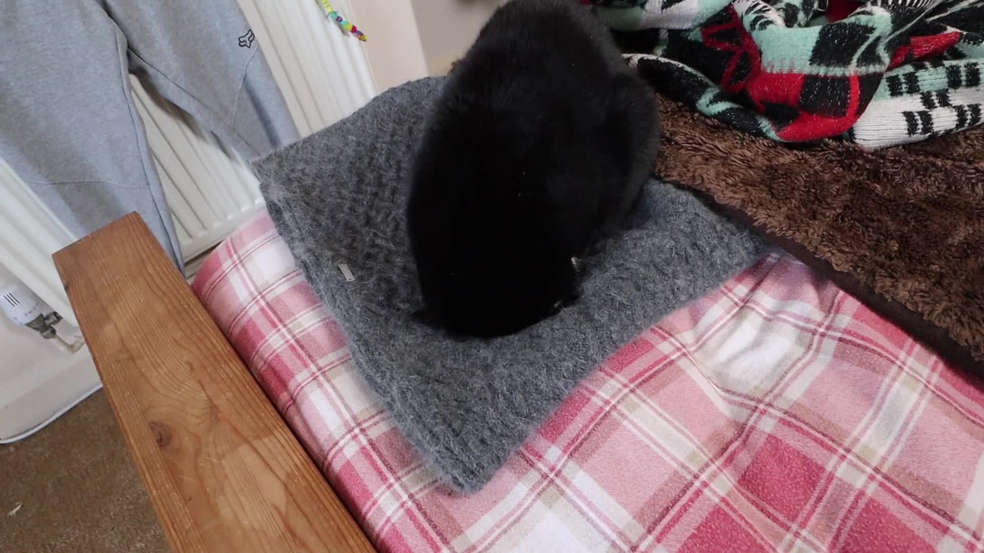 Sleeping cat | Scrolller