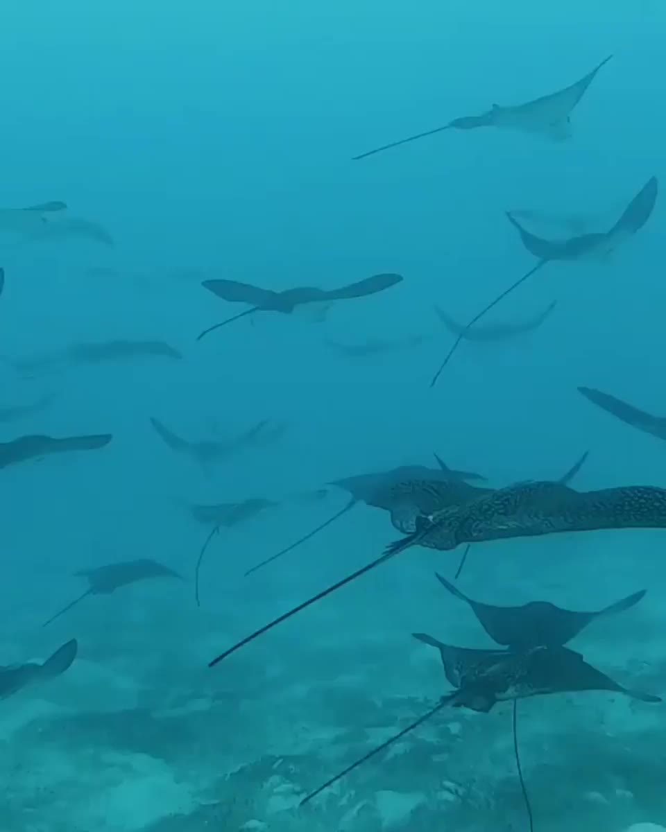 Manta ray migration | Scrolller