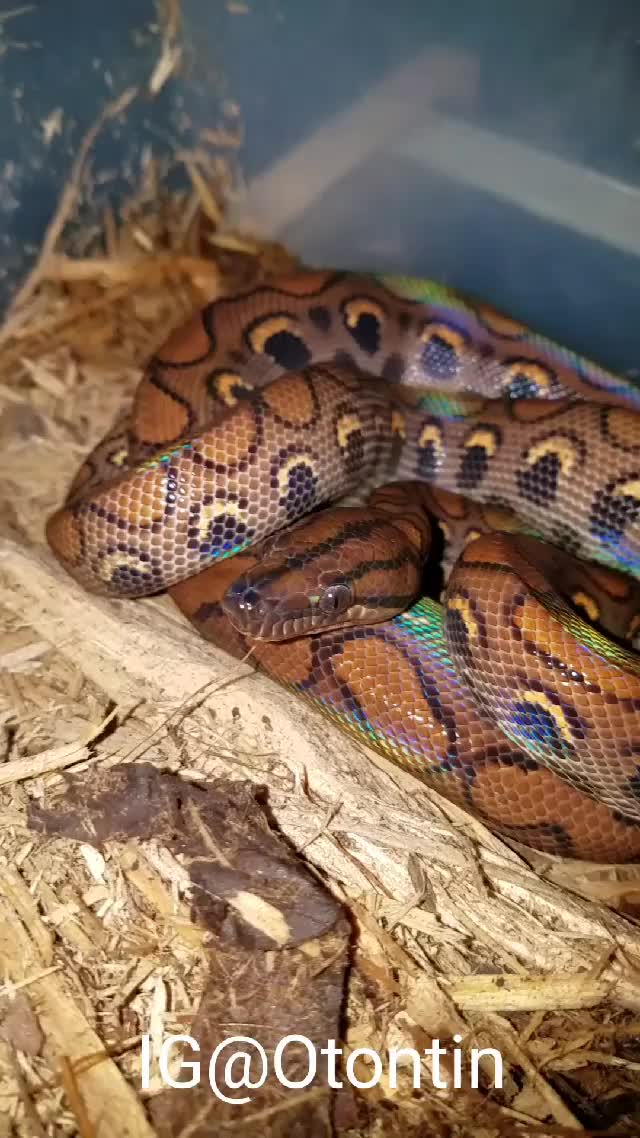 Rainbow Snek | Scrolller