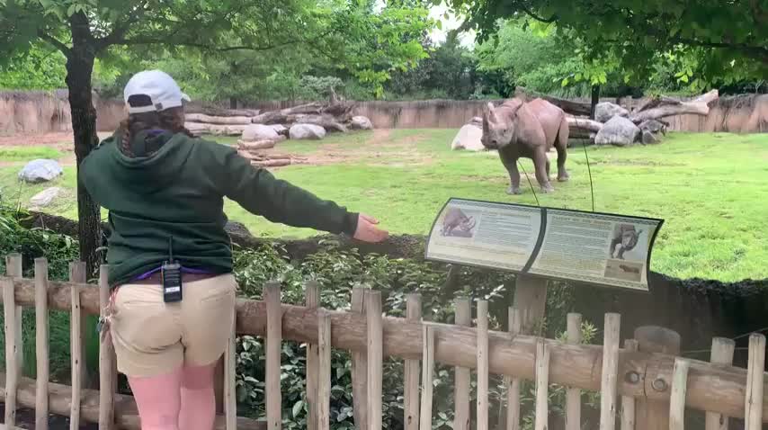 Rhino so happy to see his caretaker he gets the zoomies | Scrolller