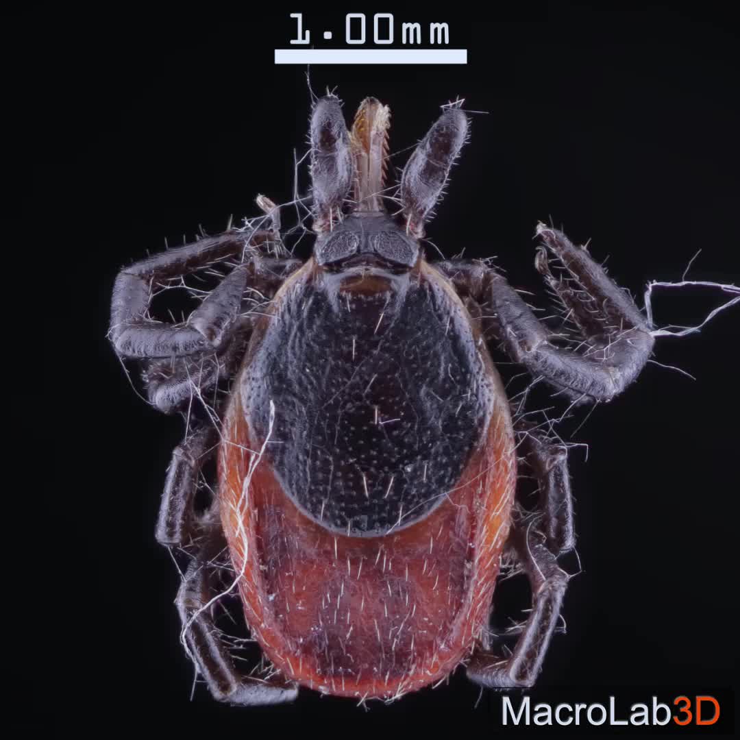 [OC] Lyme disease spreader. A tick. | Scrolller