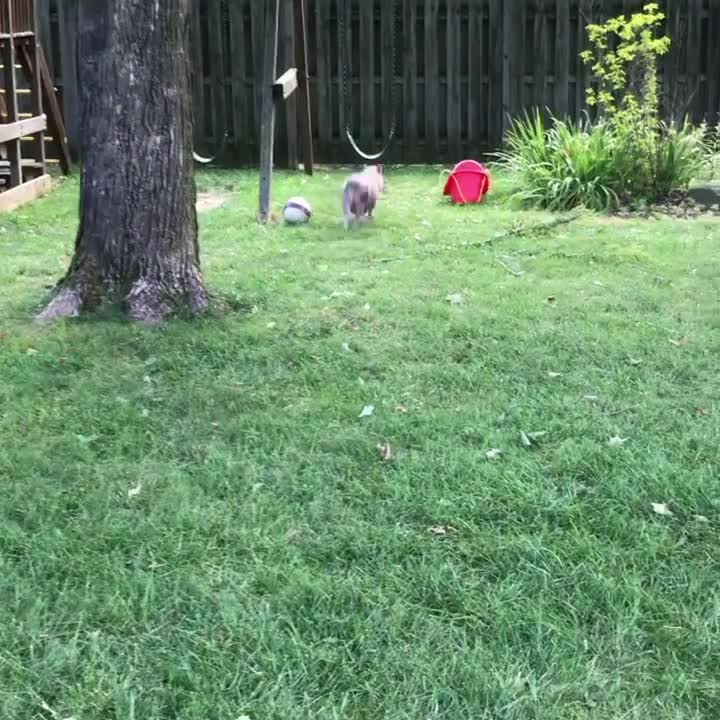 Running all around the yard | Scrolller