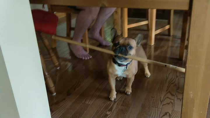 A Frenchie with problem solving skills | Scrolller