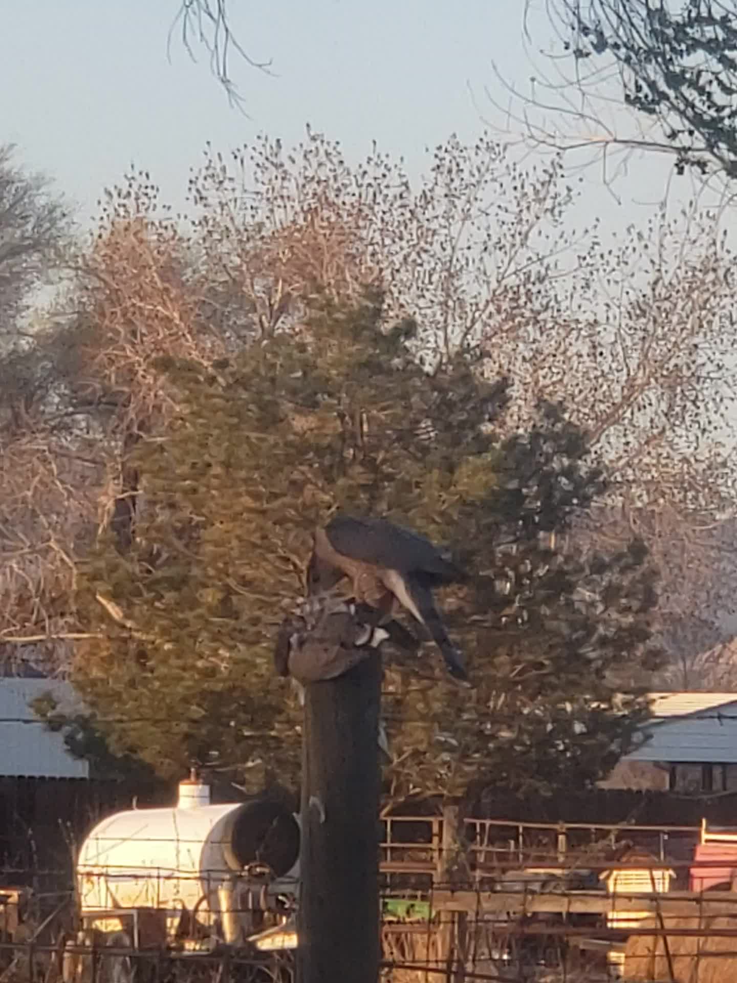 Backyard hawk caught a bird. | Scrolller