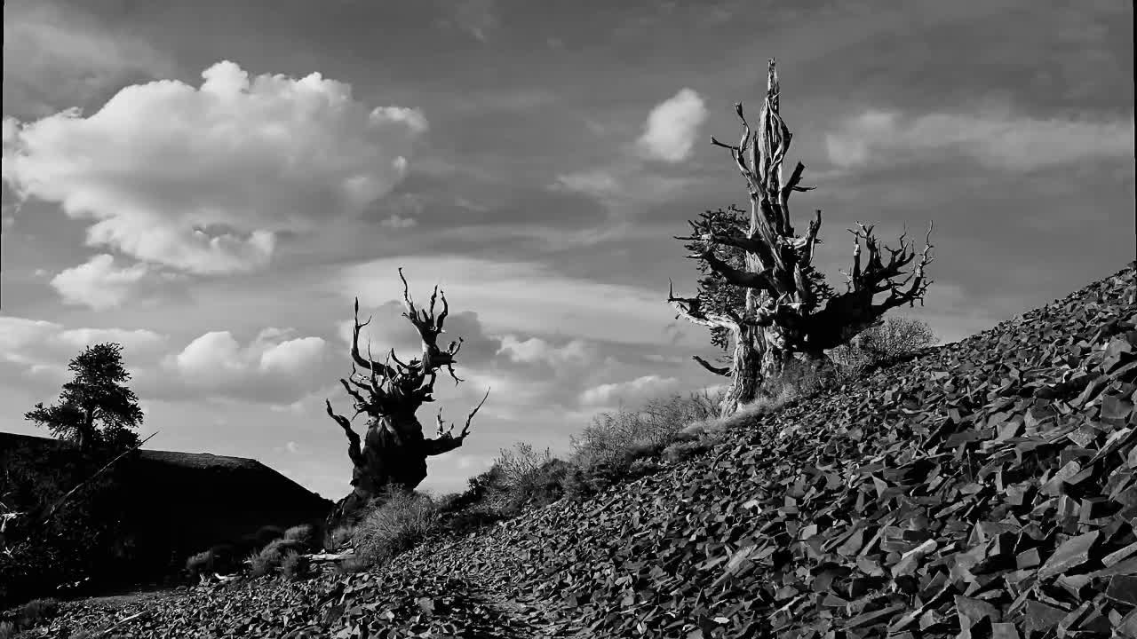 Passing Clouds Over The Ancient Bristlecone Pine Forest | Scrolller