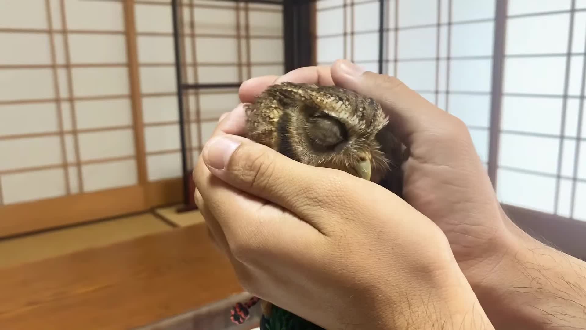 Cute little Owl | Scrolller