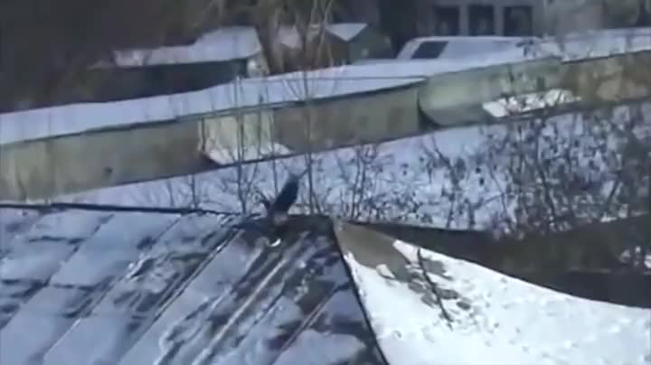 Is this a crow ? | Scrolller