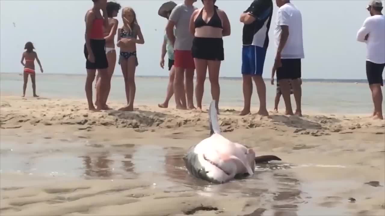 People rescuing a Great White Shark that beached itself chasing a seagull. Filmed on Cape Cod ...