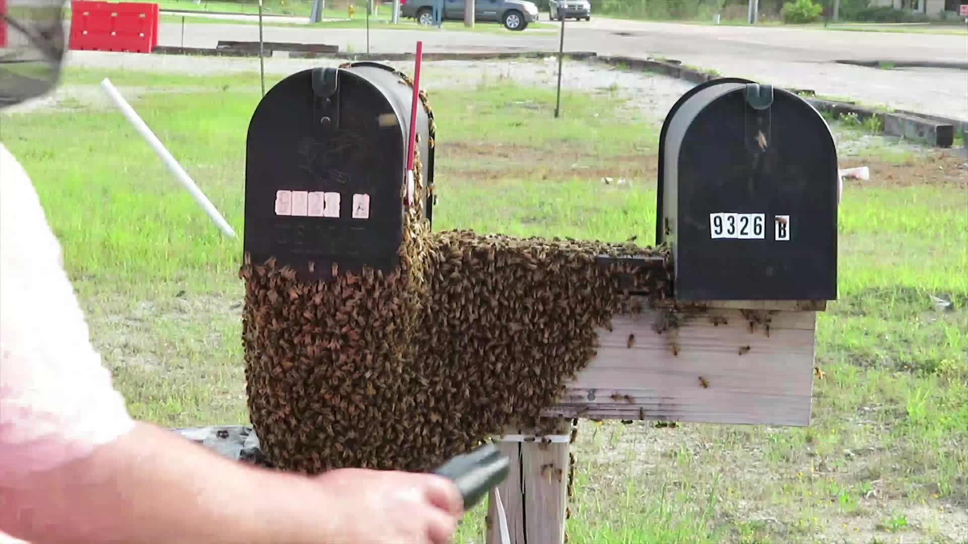 Bee vacuum | Scrolller