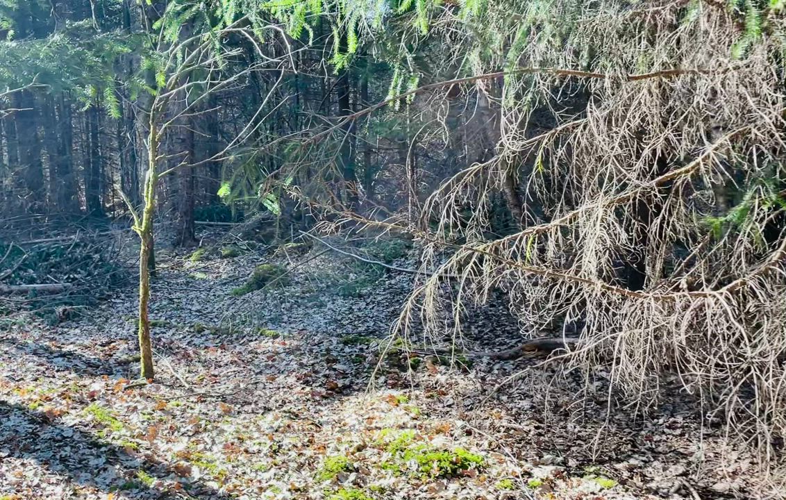 What would you do if you stumbled upon this in the forest? [gif] | Scrolller