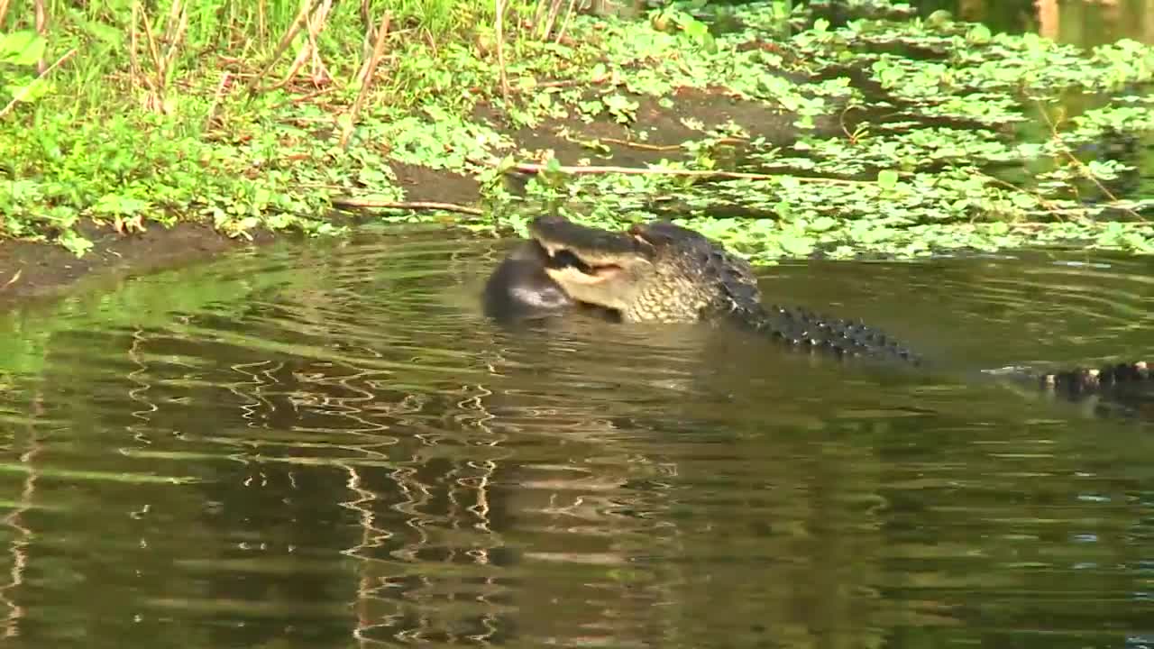 Alligator eating a Bobcat | Scrolller