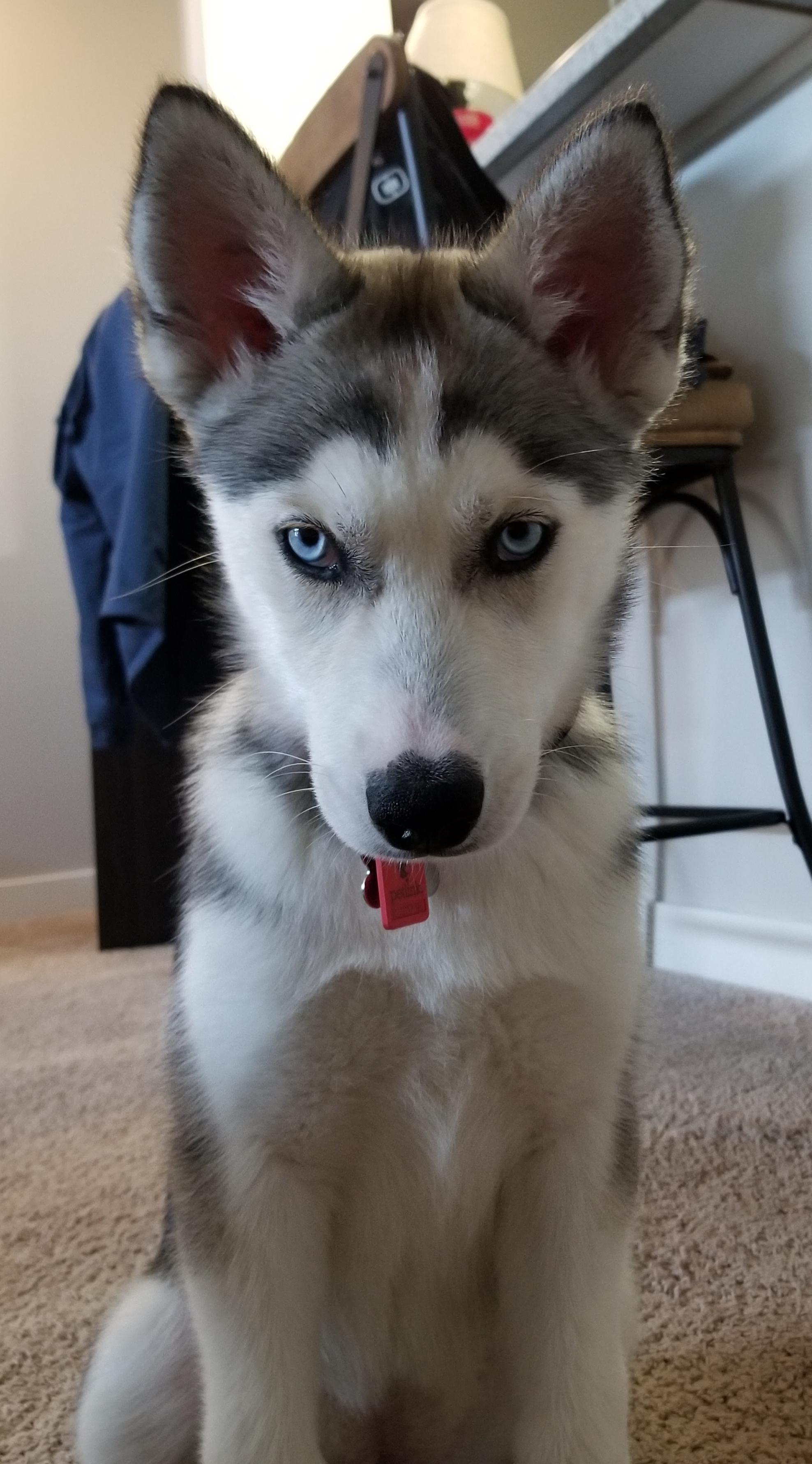 14 Week Old Arya | Scrolller