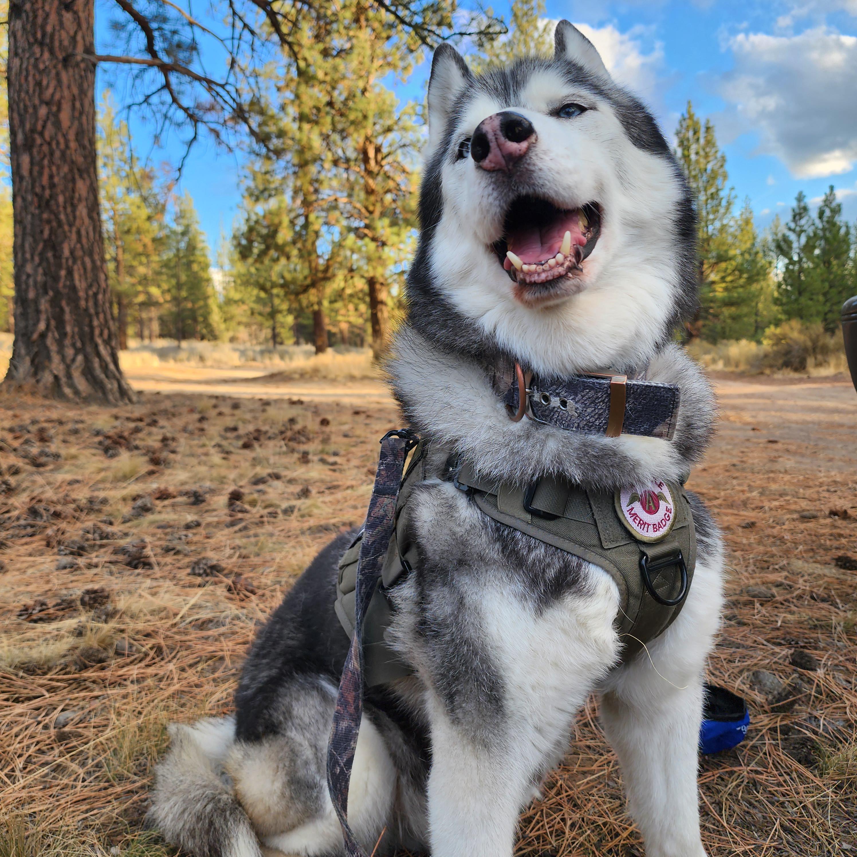 14yr and still showing me how to do the outdoor trails. | Scrolller