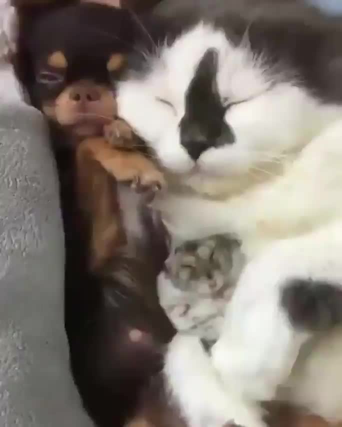 A close-packed multi-species cuddle puddle | Scrolller