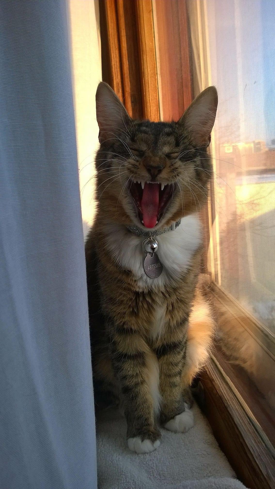 A Ferocious Yawn | Scrolller