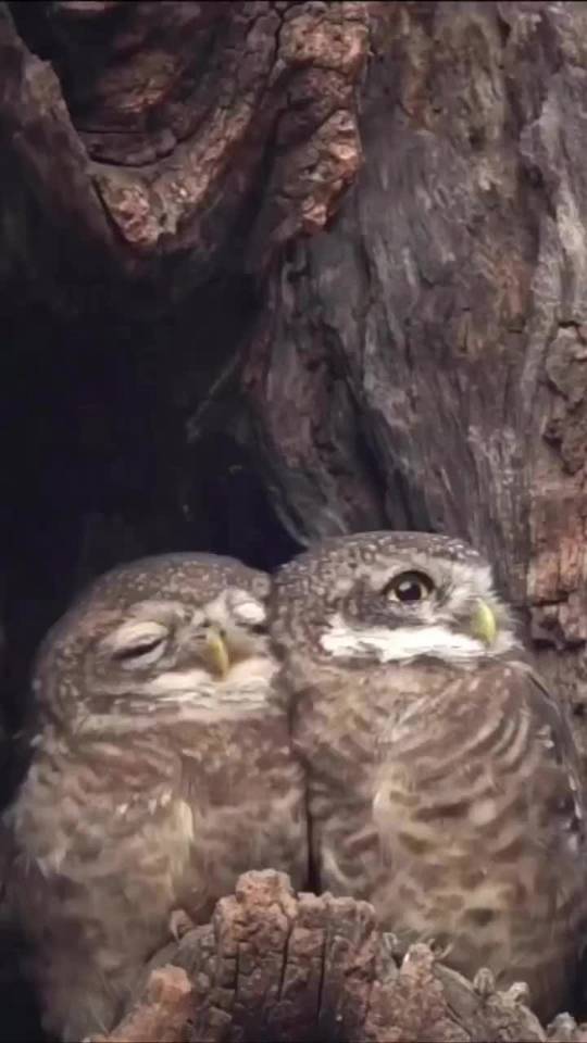 A Pair Of Hooters Scrolller