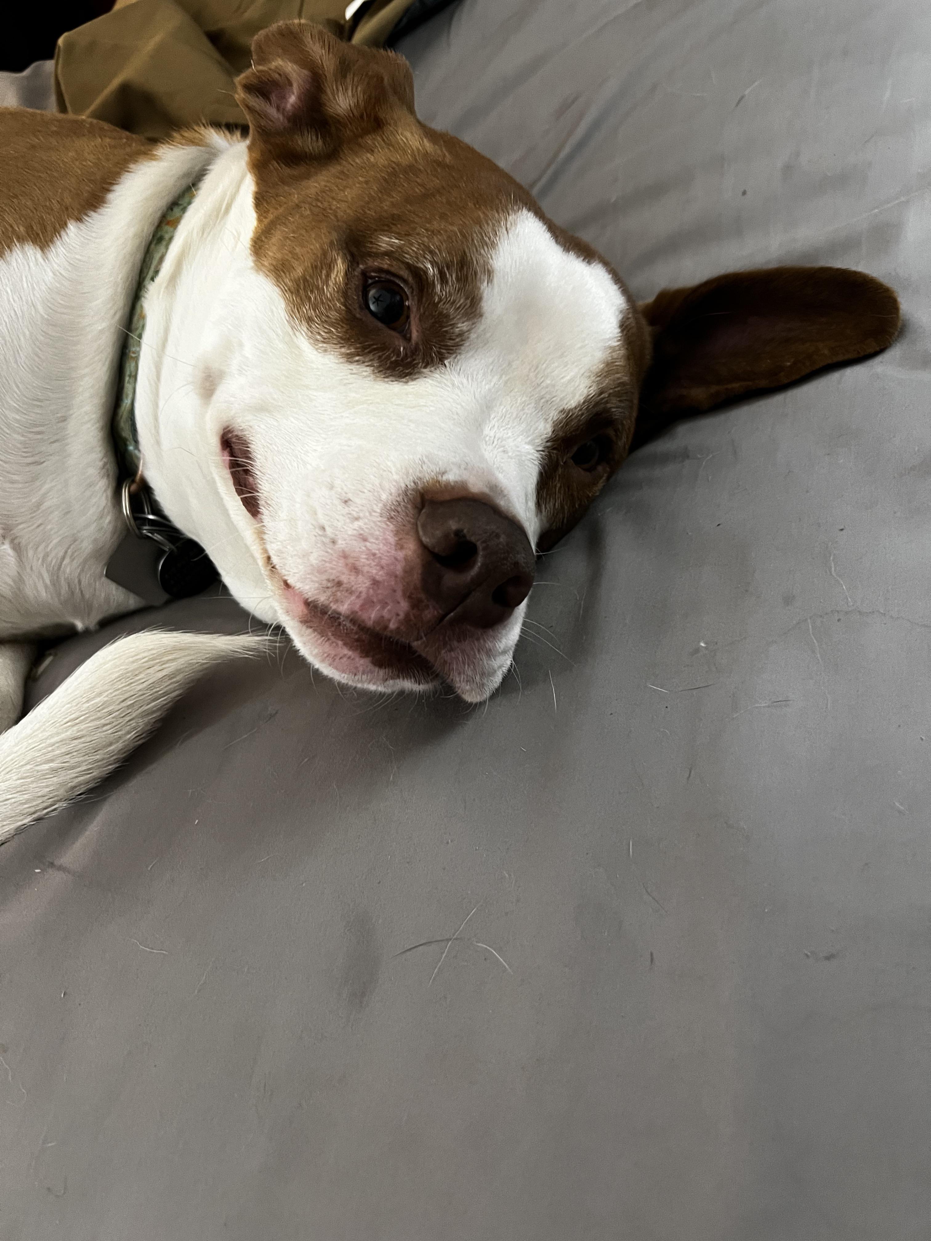 A very content boy after a long belly rub | Scrolller