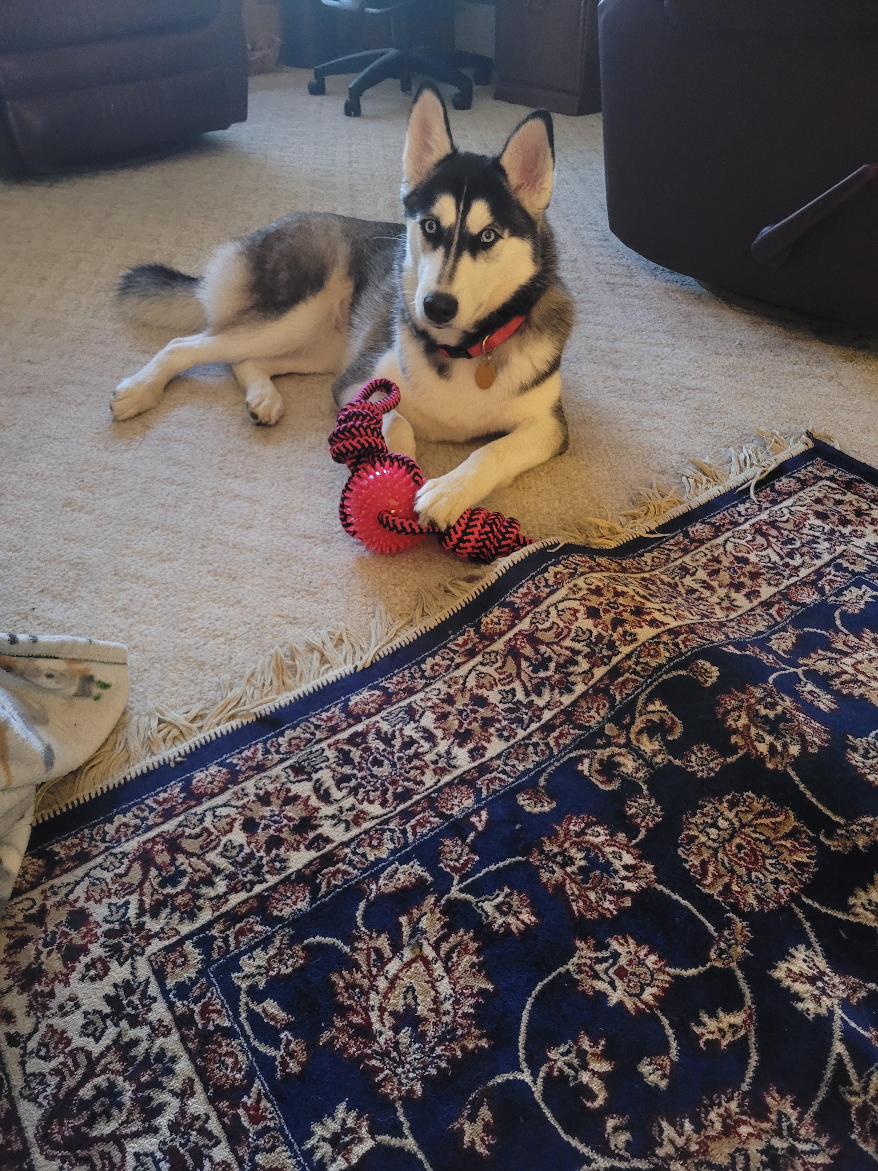 Adopted this girl yesterday!! | Scrolller