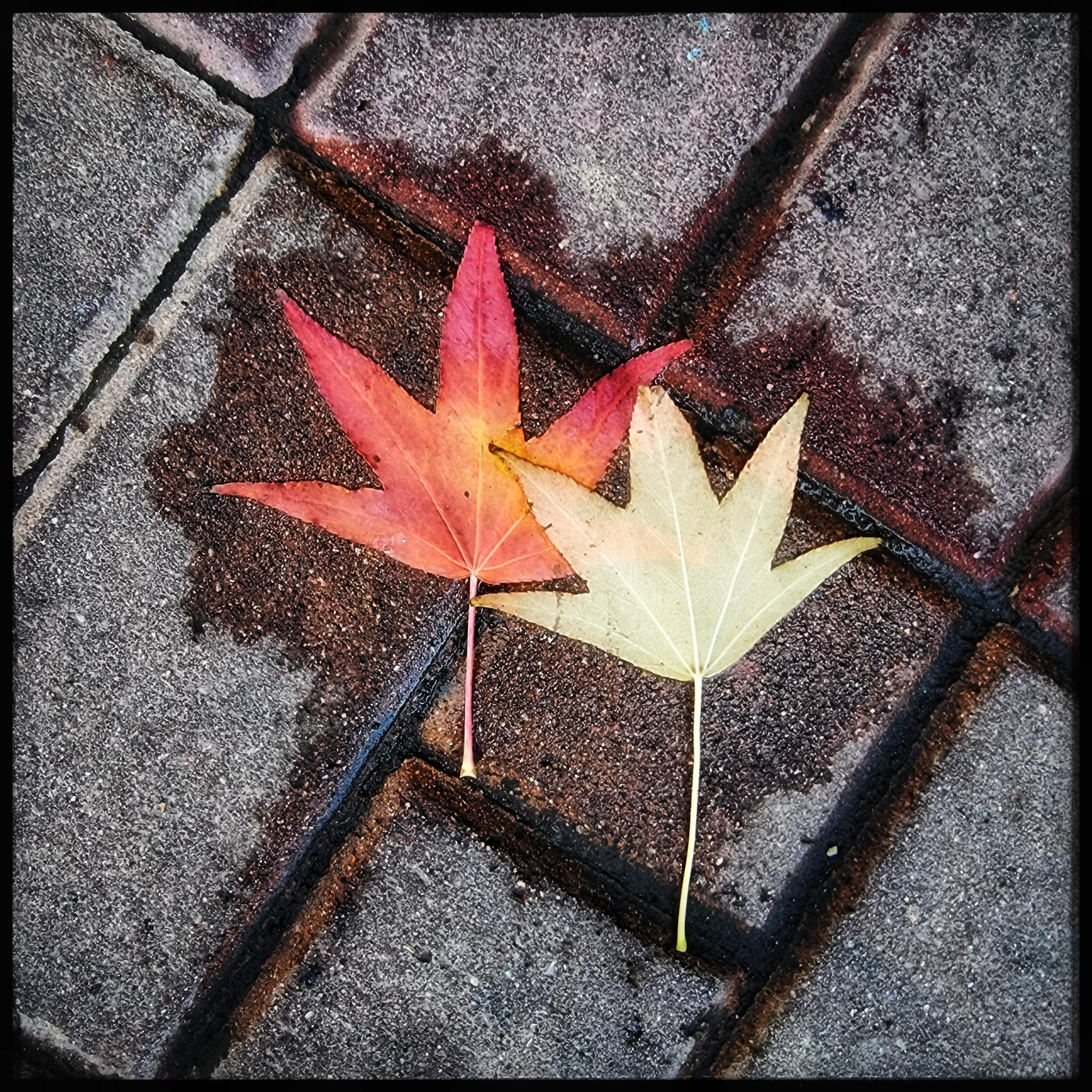 Autumn leaves. Madrid. | Scrolller