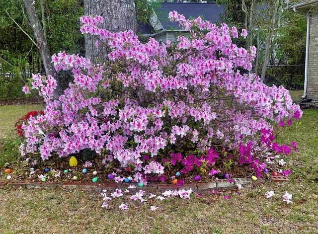 Azaleas in full bloom | Scrolller