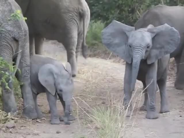 Baby Elephant charging a tour truck. | Scrolller