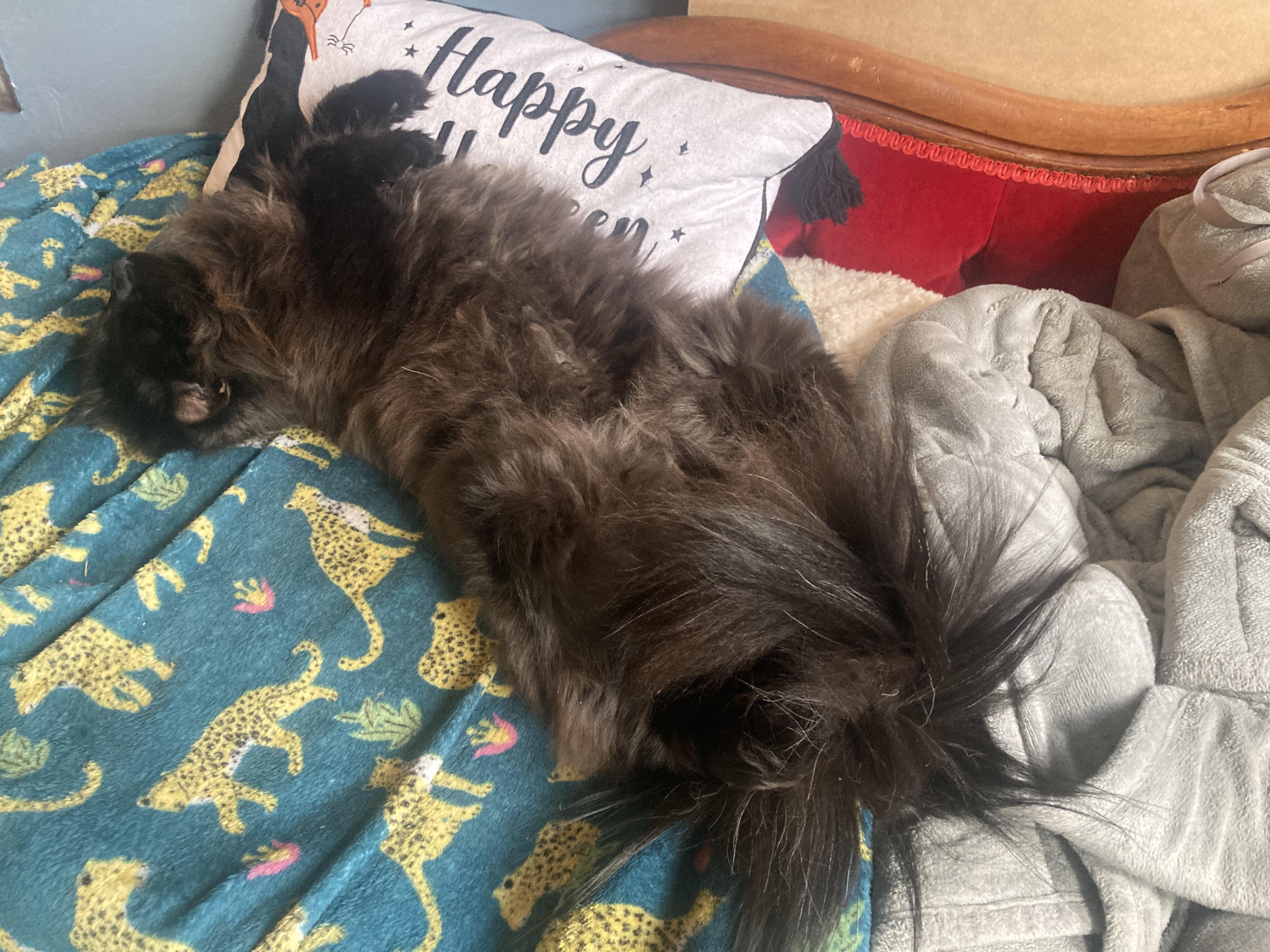 Basil’s showing off his bottlebrush while taking a catnap | Scrolller