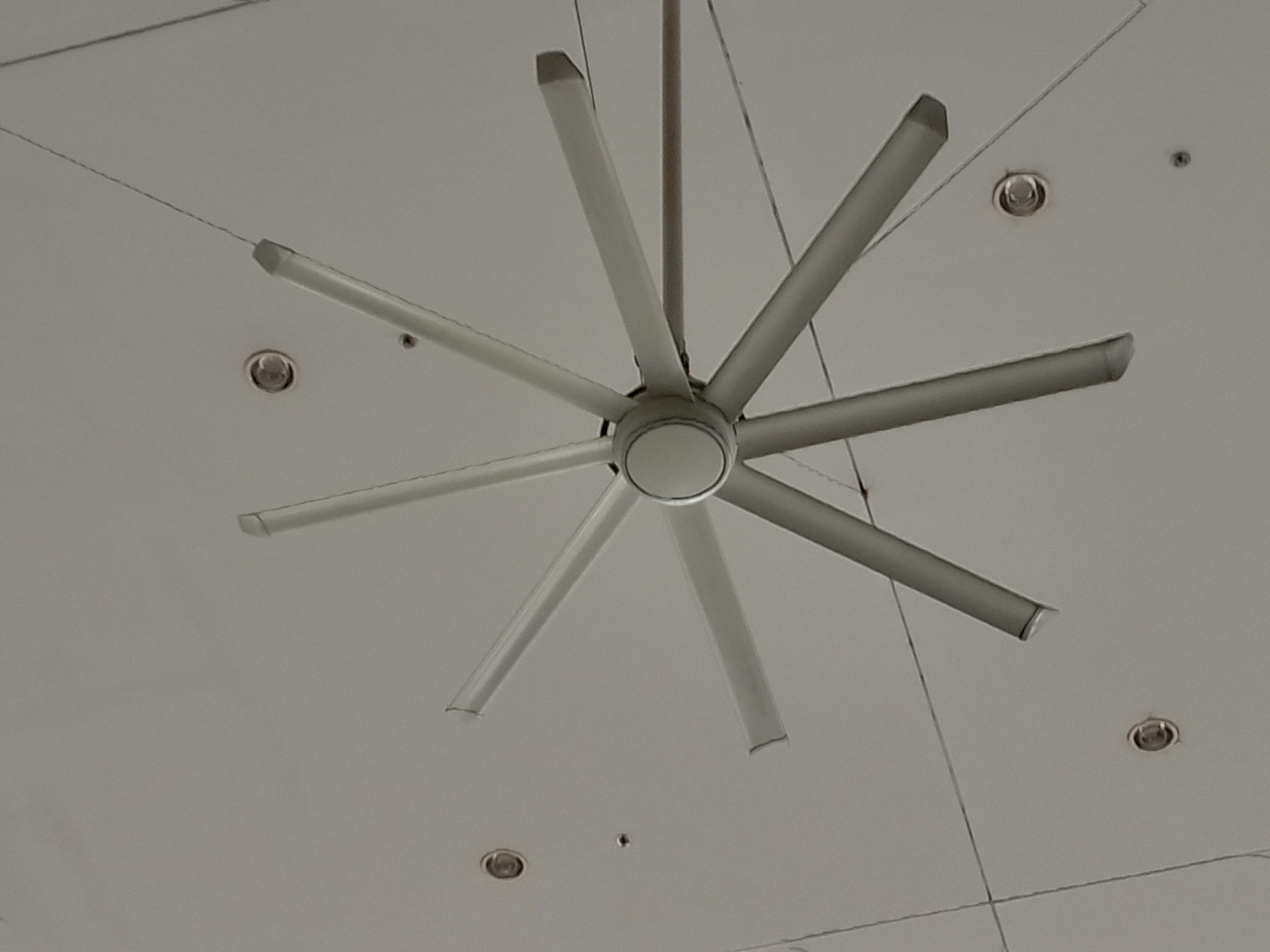 Beast of a fan | Scrolller