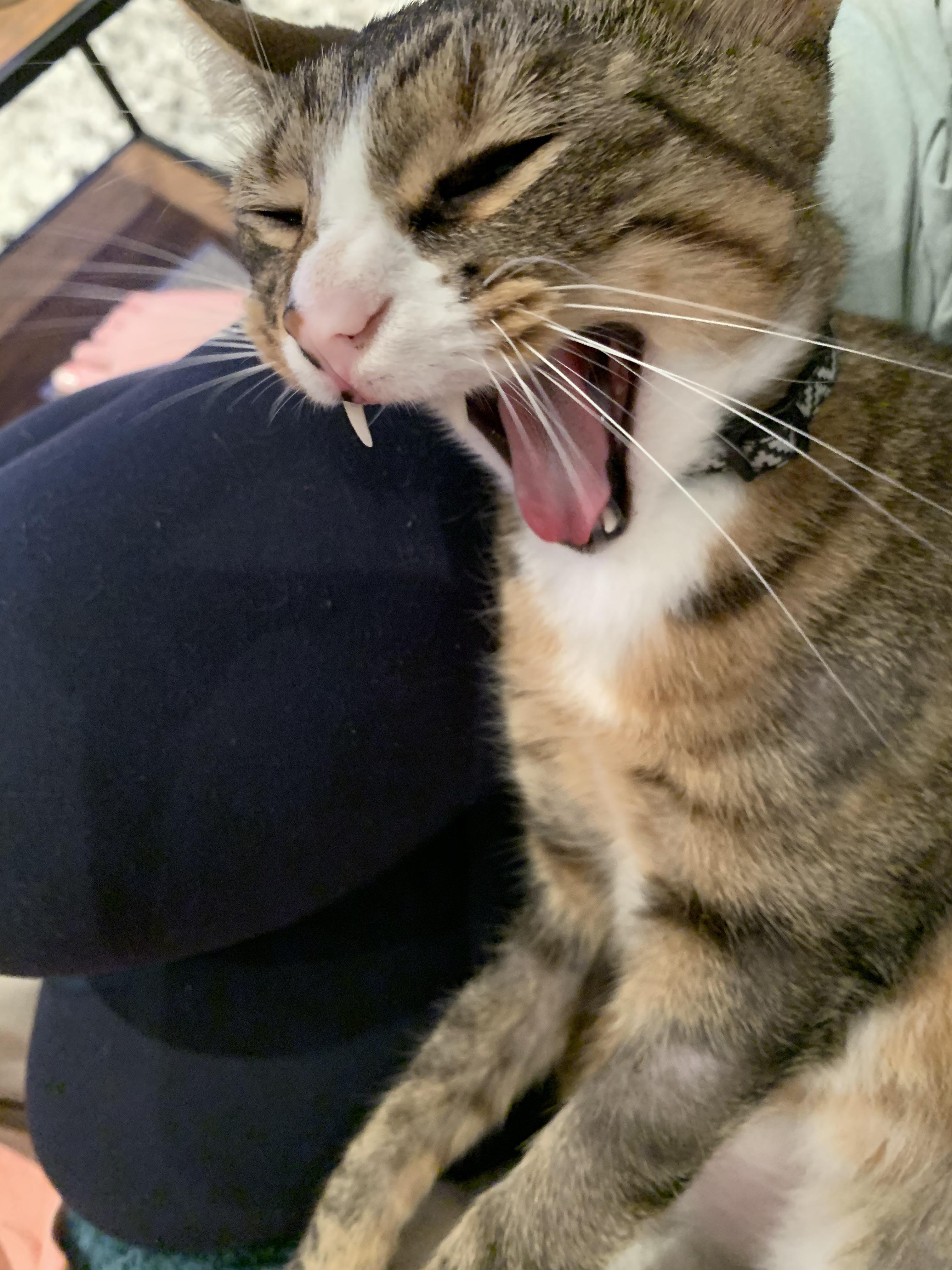 Big yawn! | Scrolller