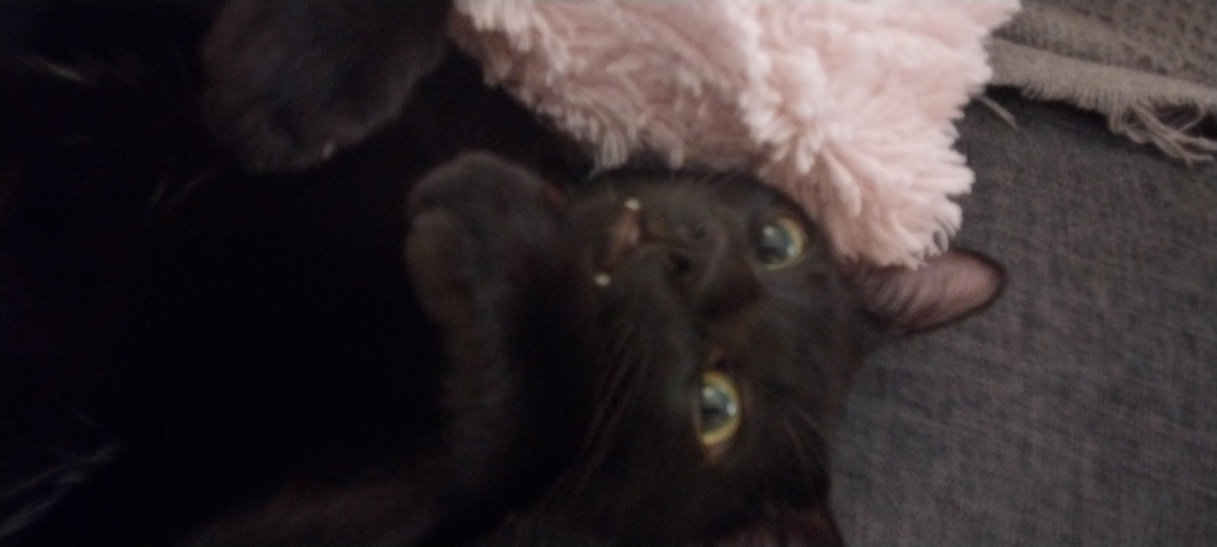 bit blurry but vampurr is vampurr | Scrolller