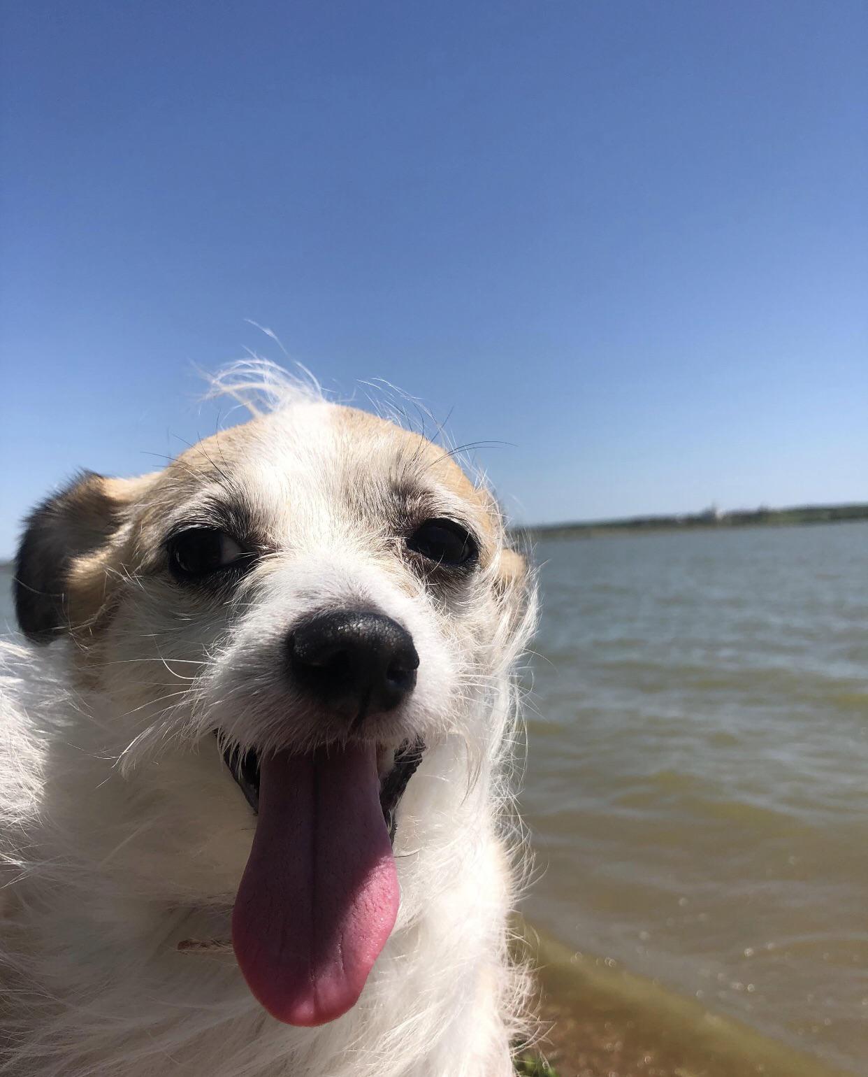 Blep-face in Seattle. | Scrolller