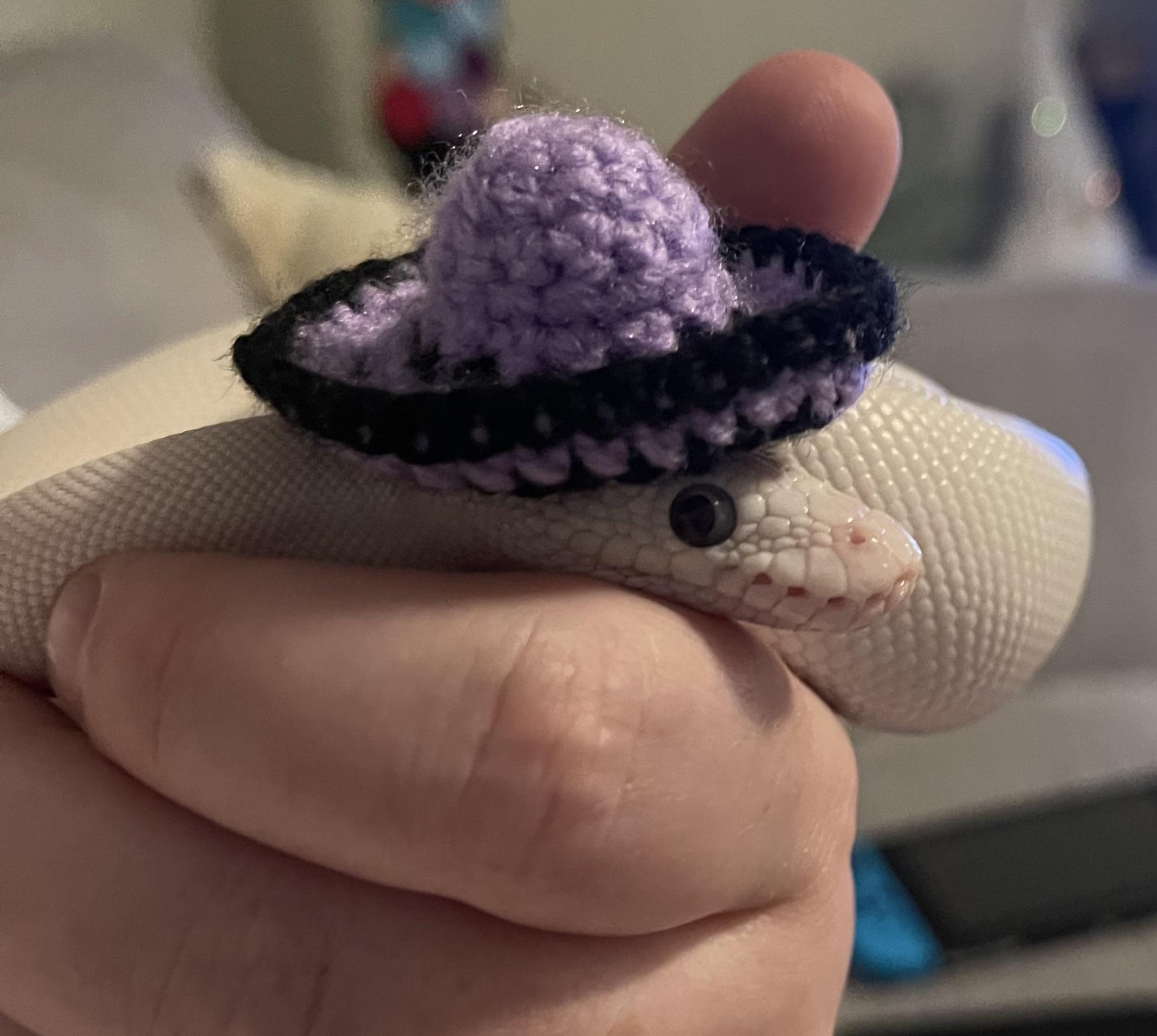 Blue Eyes White Snake wishes everyone a happy Tuesday~ Remember that ...