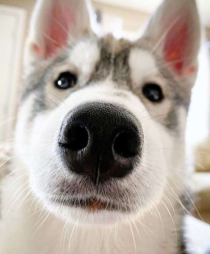 Boop 🐶 | Scrolller