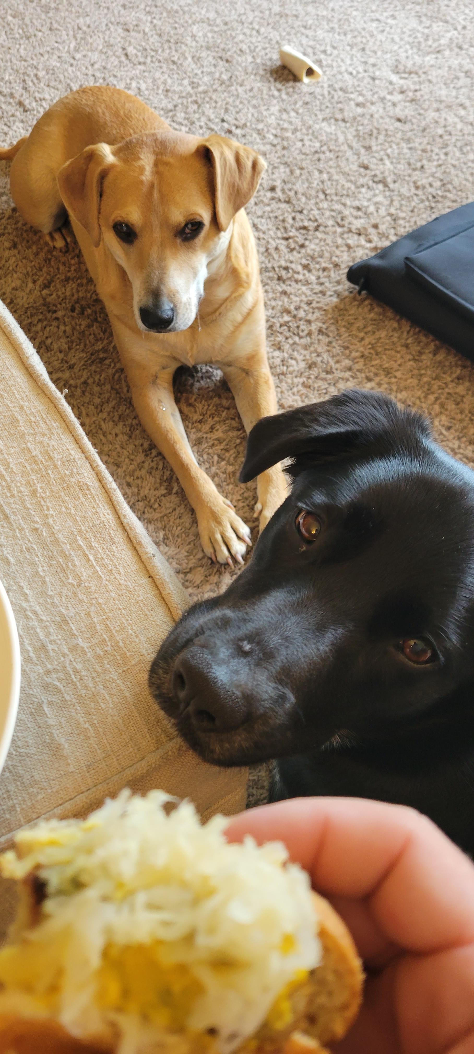 Brats for lunch! | Scrolller