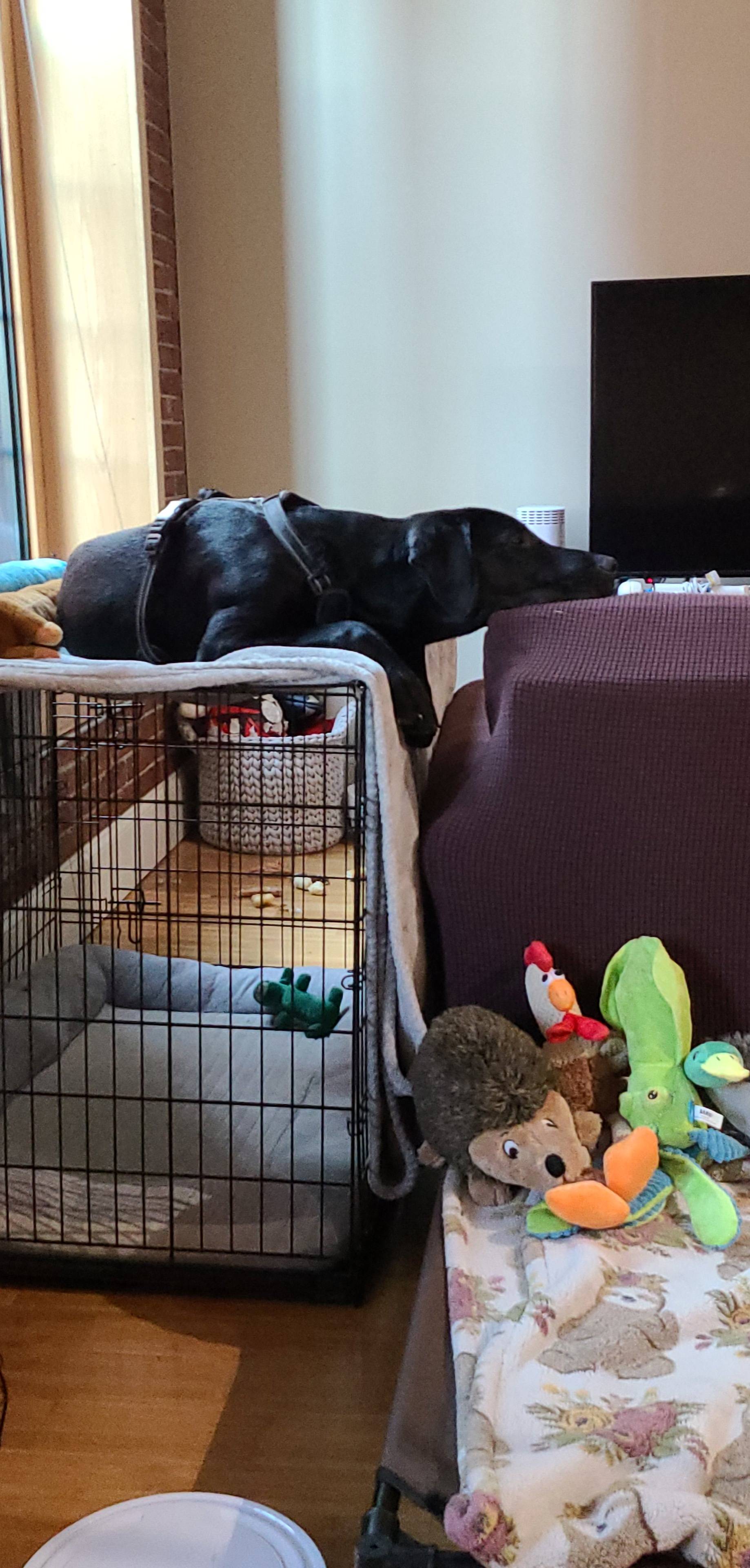 Bridging atop the crate and couch | Scrolller
