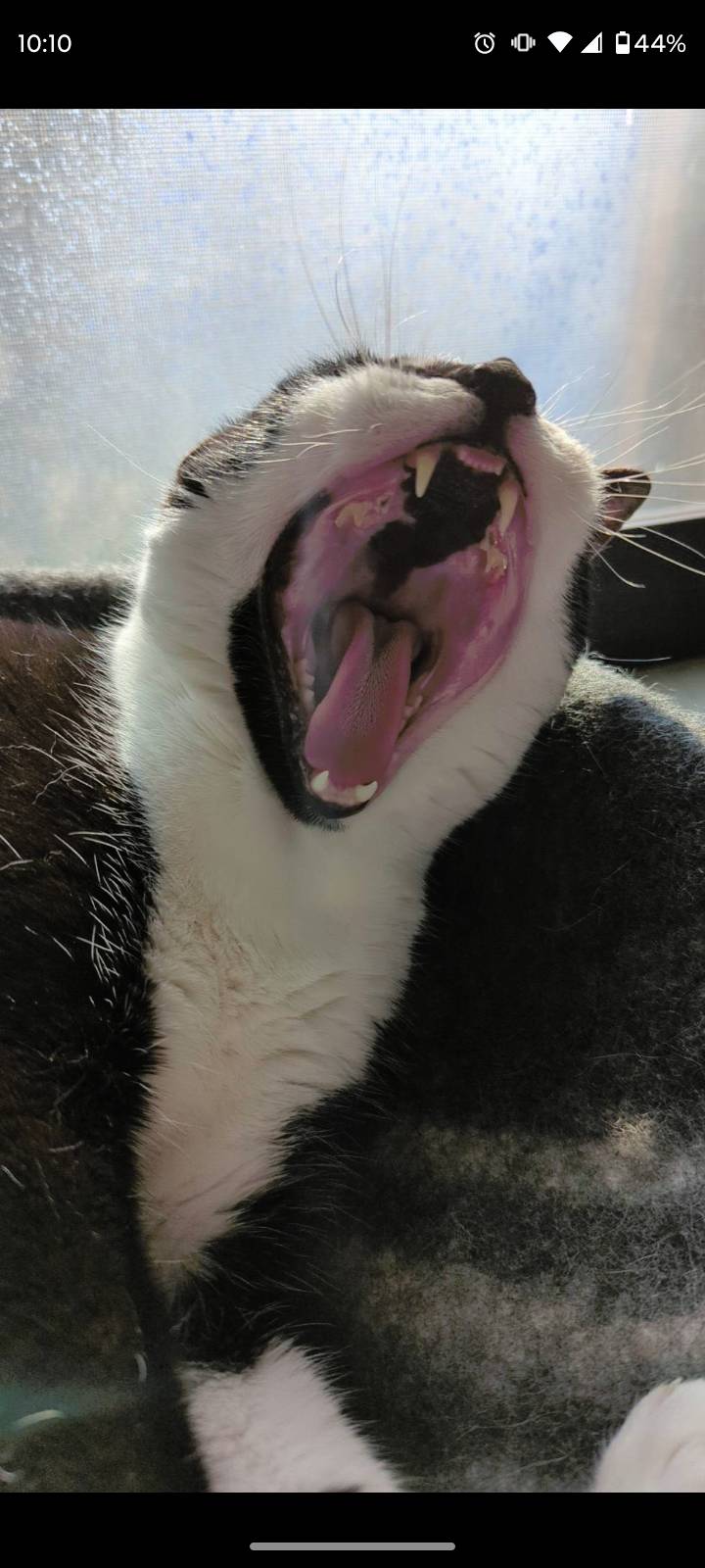 Broccoli had quite the big yawn | Scrolller