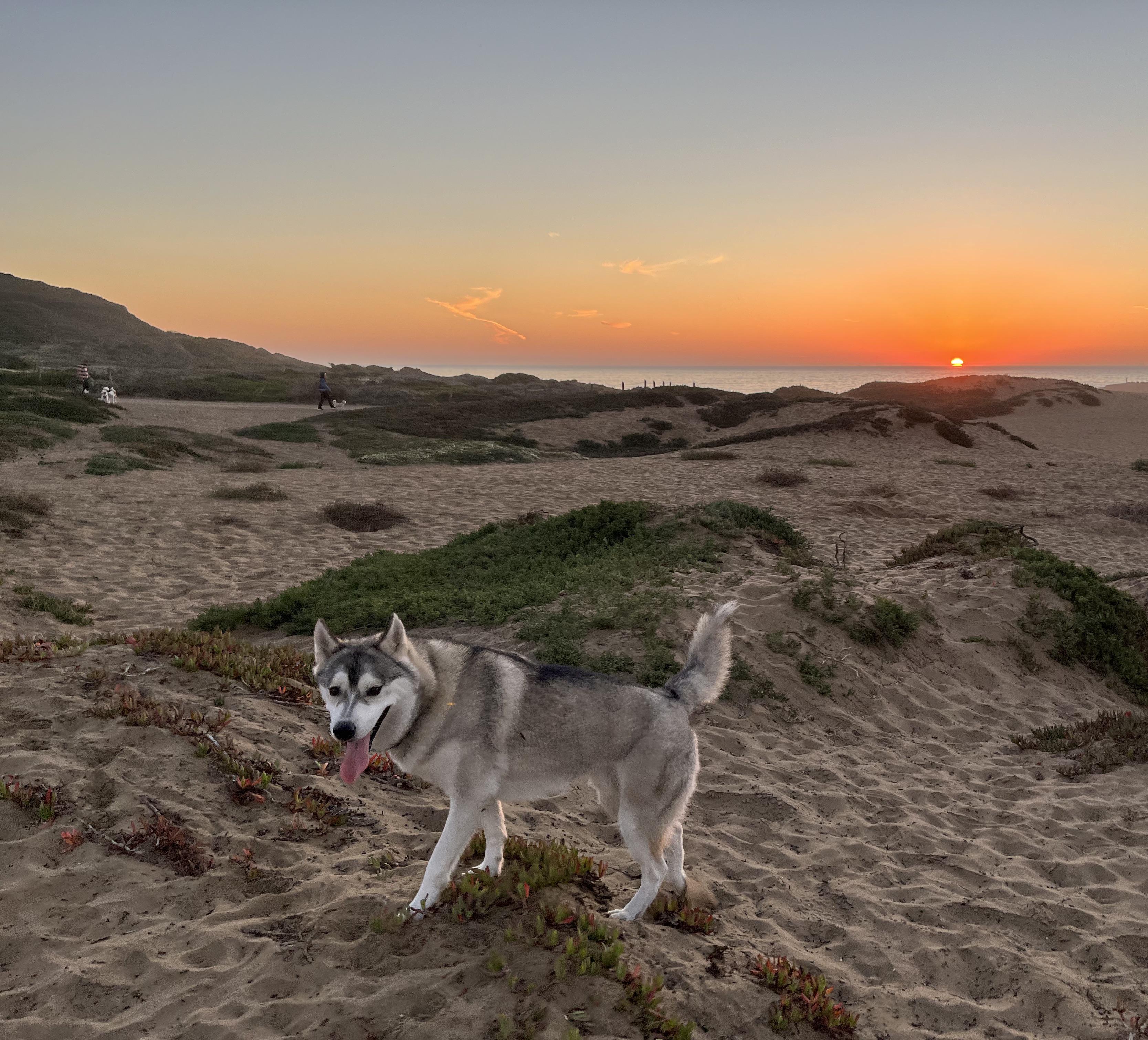 Bruce enjoying the sunset:) | Scrolller