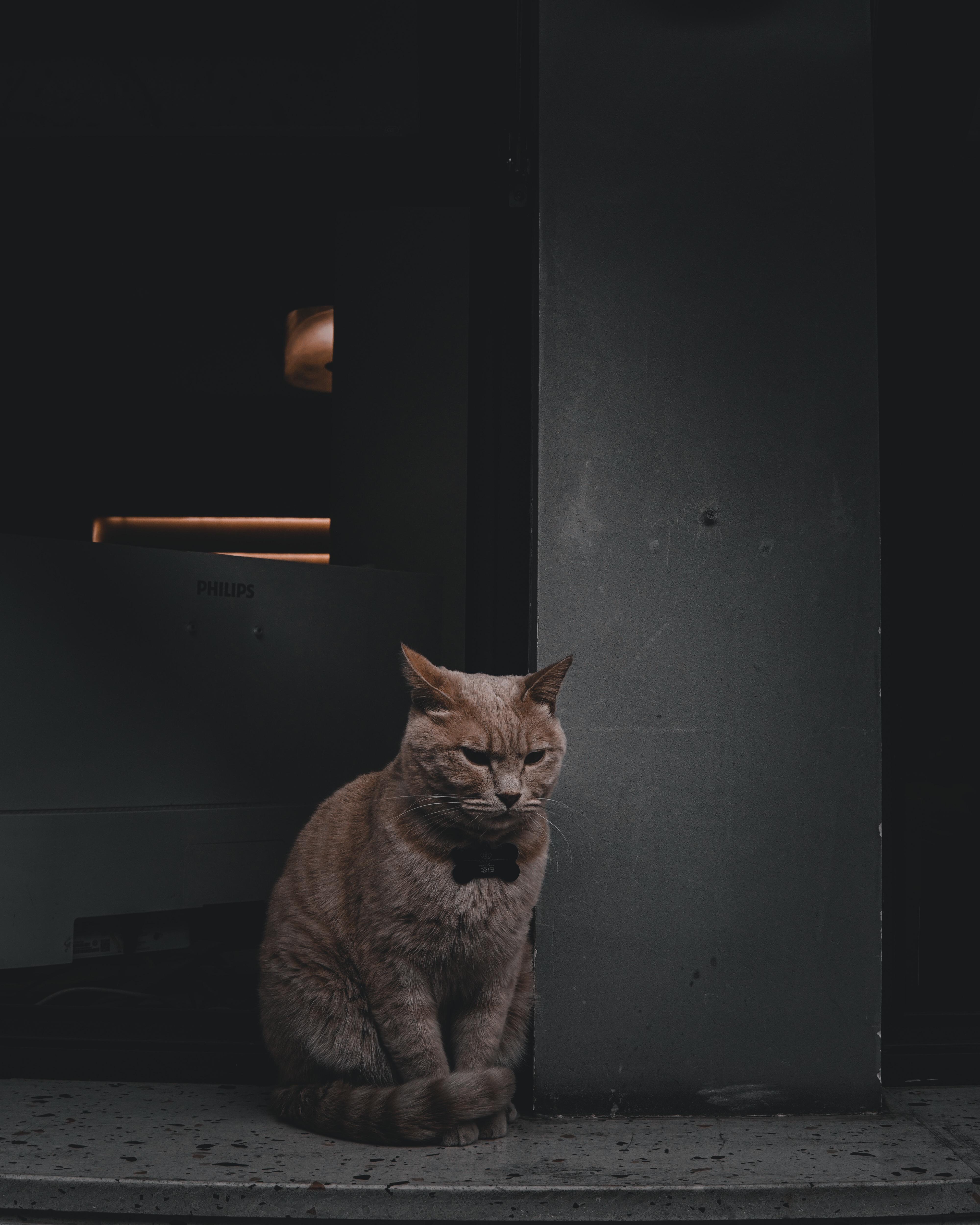 Cafe friendly cat | Scrolller