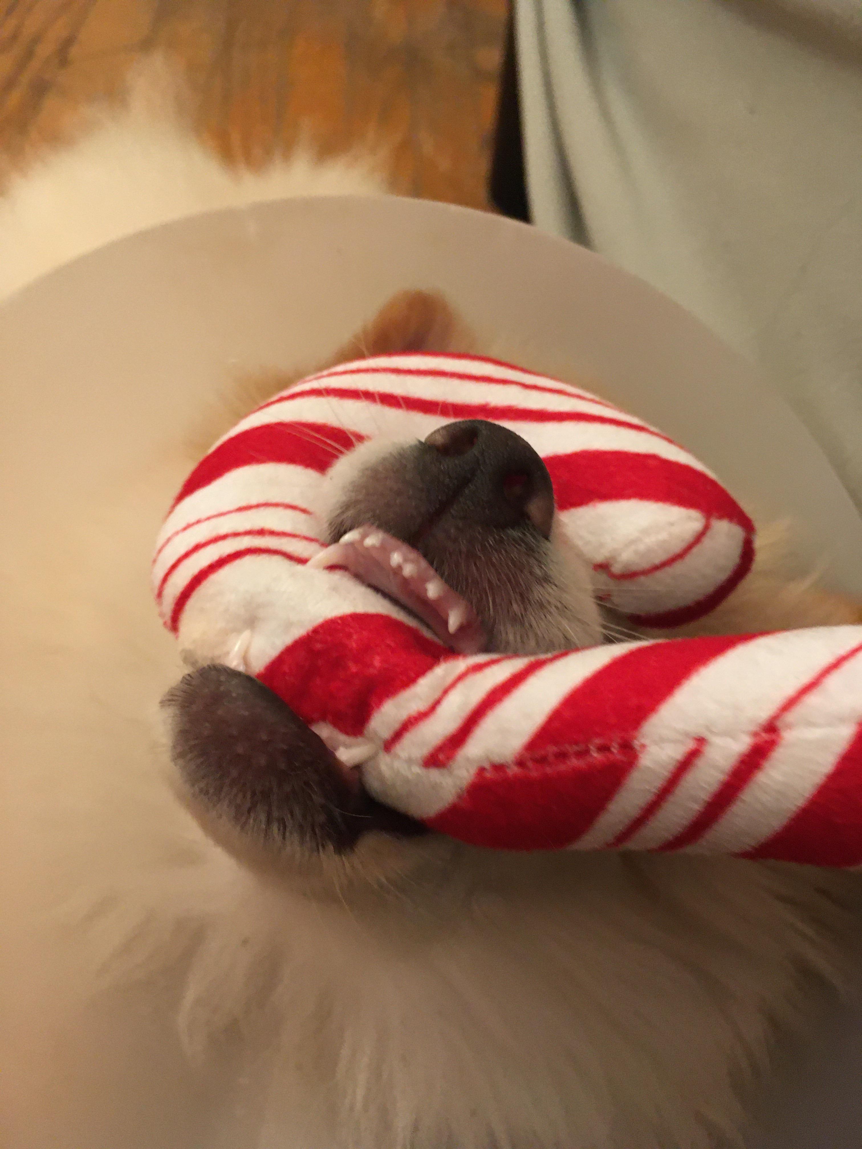 Candy Cane fangies | Scrolller