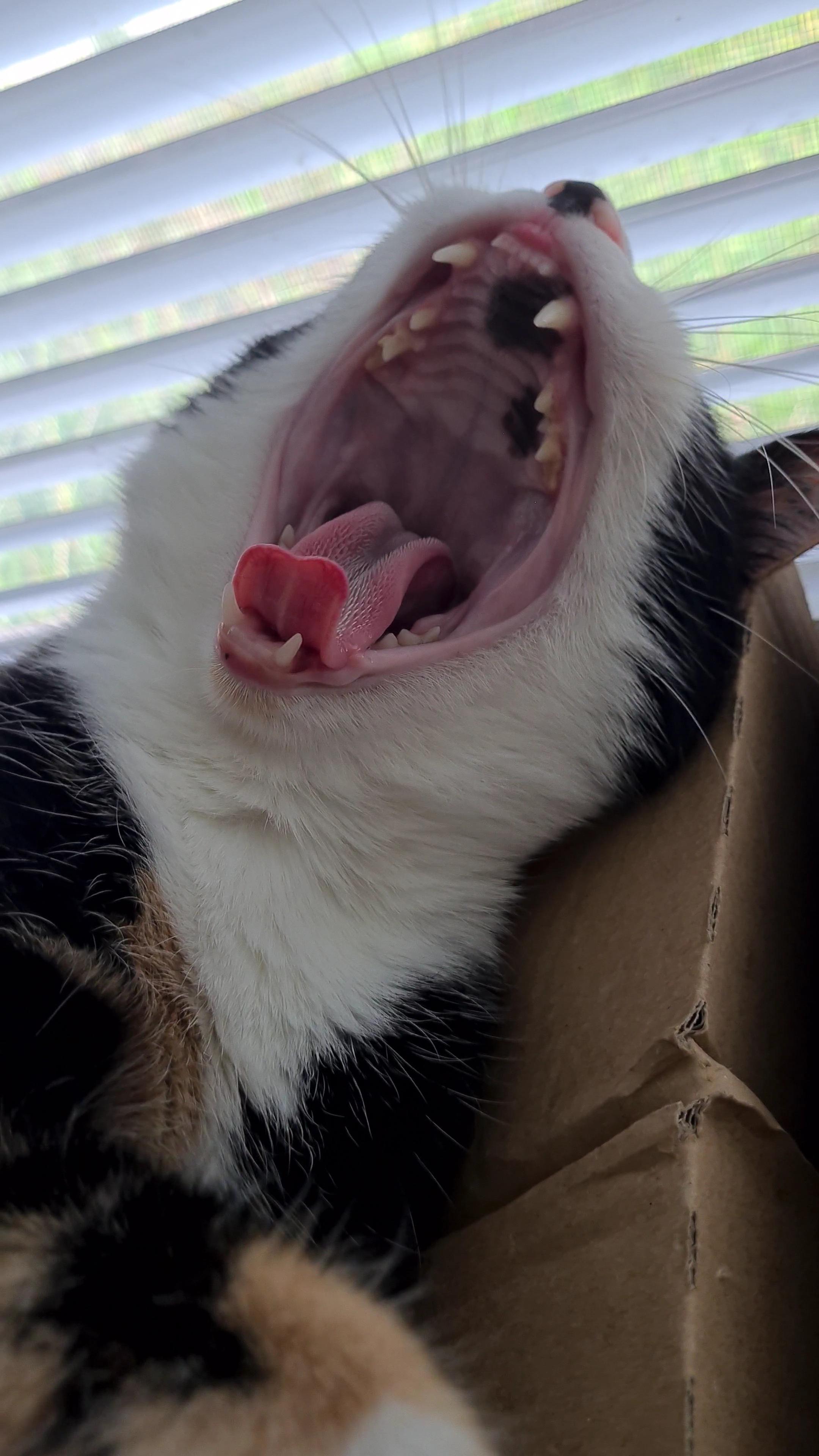 Candy yawning. | Scrolller