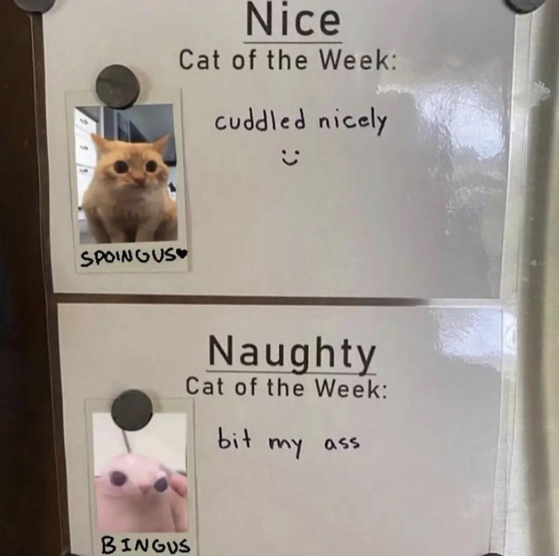 Cat meme in remembrance of medical | Scrolller