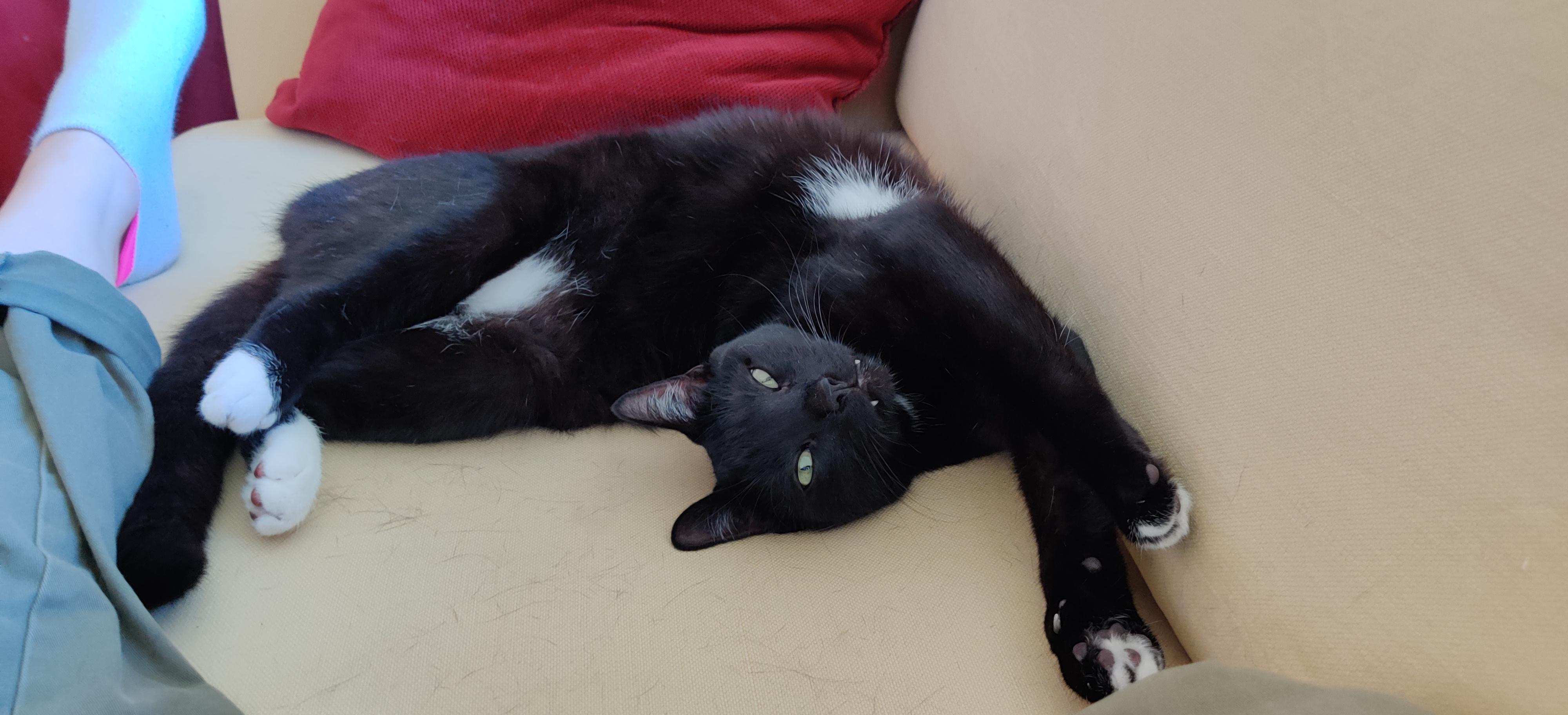 Chilling with Mr Tom | Scrolller