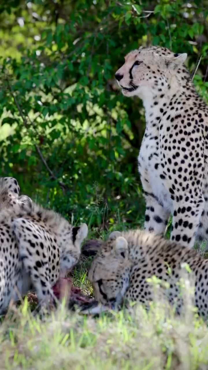 Discover more like Babybigcatgifs: Chow time! and Related Content | Scrolller