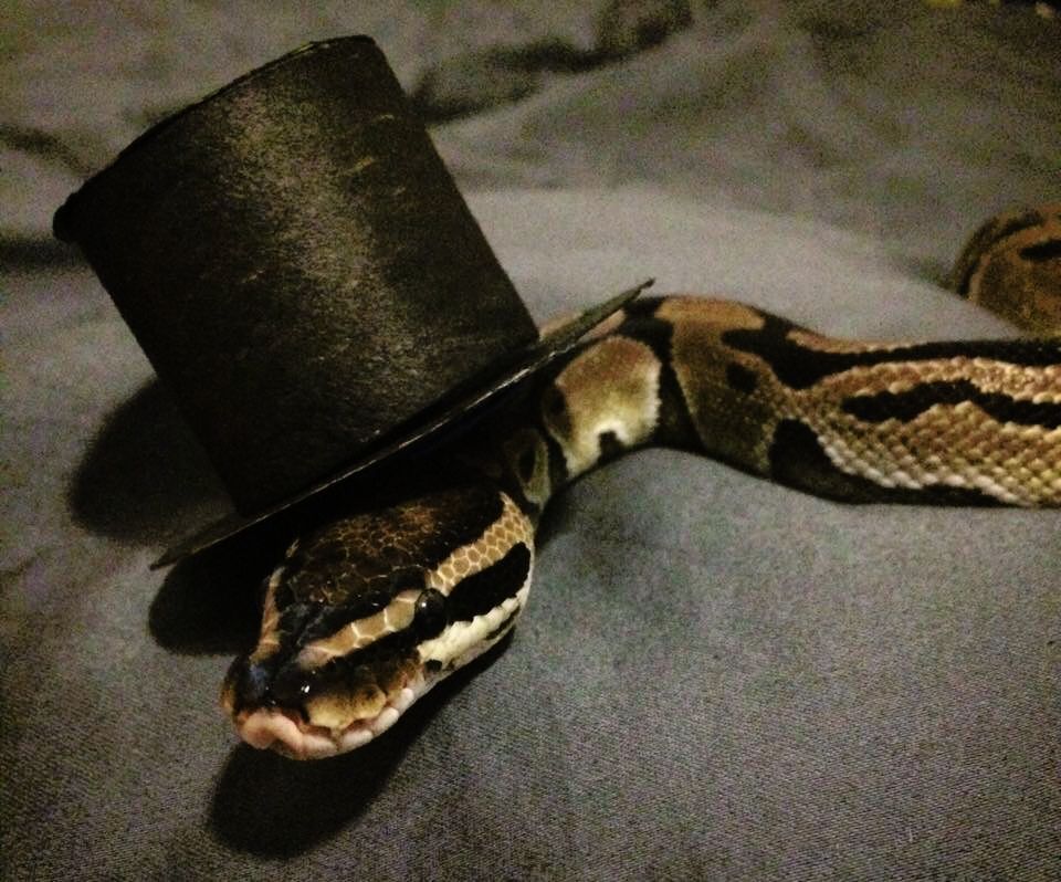 Colossus, like a sssssir. (x-post r/snakes) | Scrolller